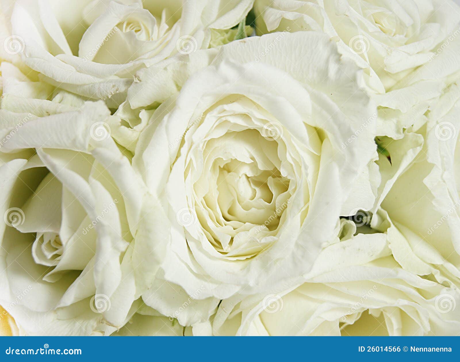 Beautiful soft white roses stock photo. Image of forest - 26014566