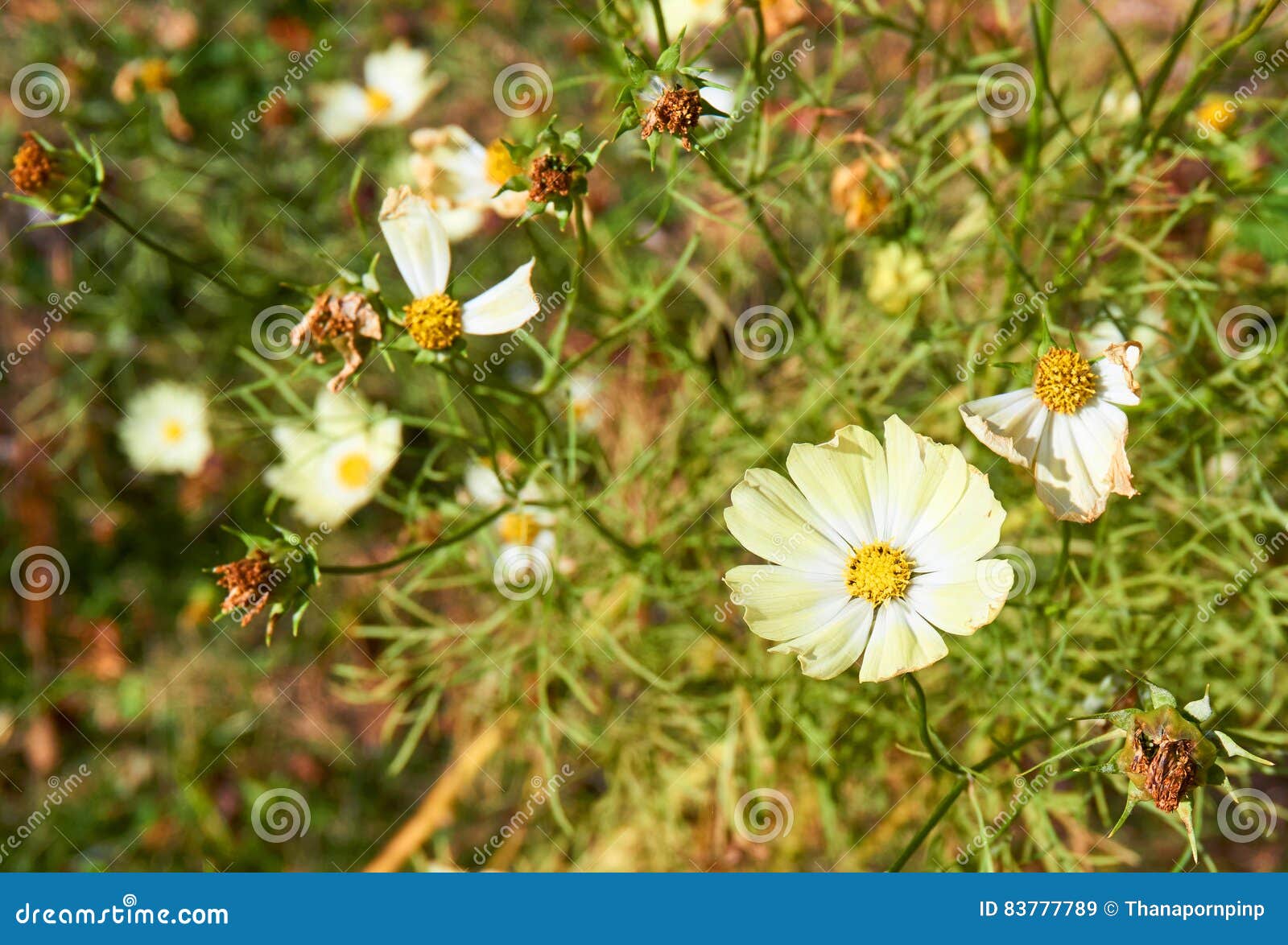 Beautiful Soft Yellow Cosmos among Wilting Other. Stock Image - Image ...