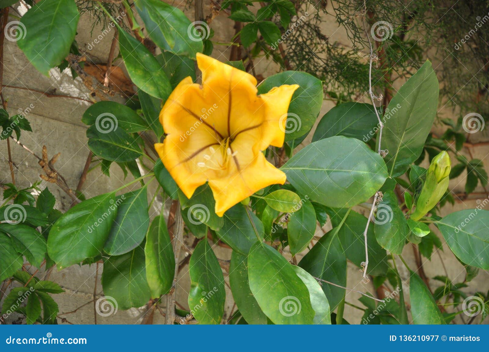 The Beautiful Solandra Maxima Flower in Garden Stock Image - Image of ...