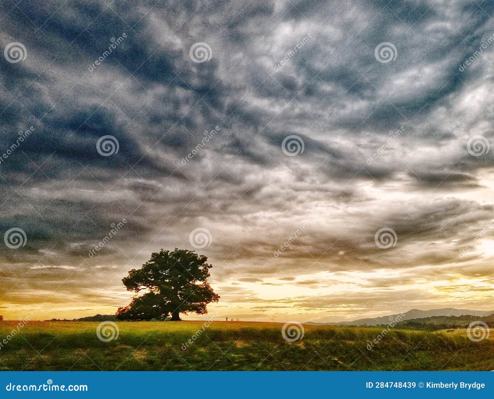 Beautiful Solo Tree Shared with the Fields and Sky Stock Image - Image ...