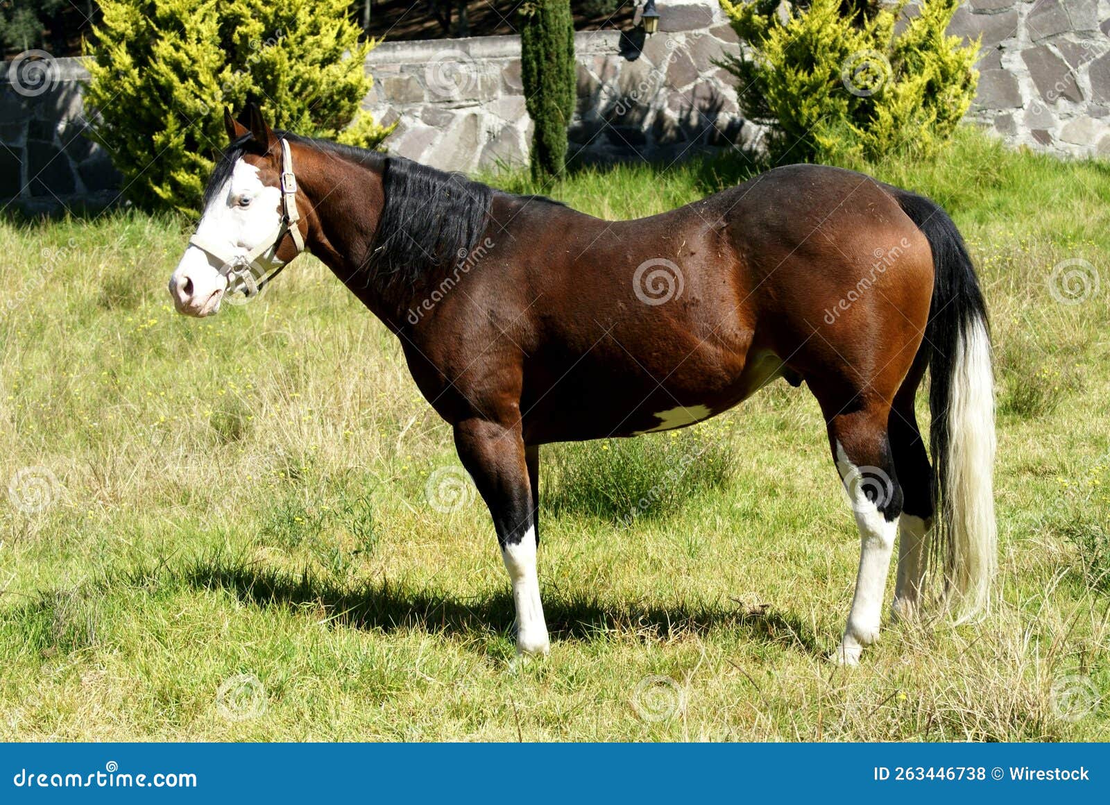 Beautiful Son of Gunner Horse Stock Photo - Image of background, wild ...
