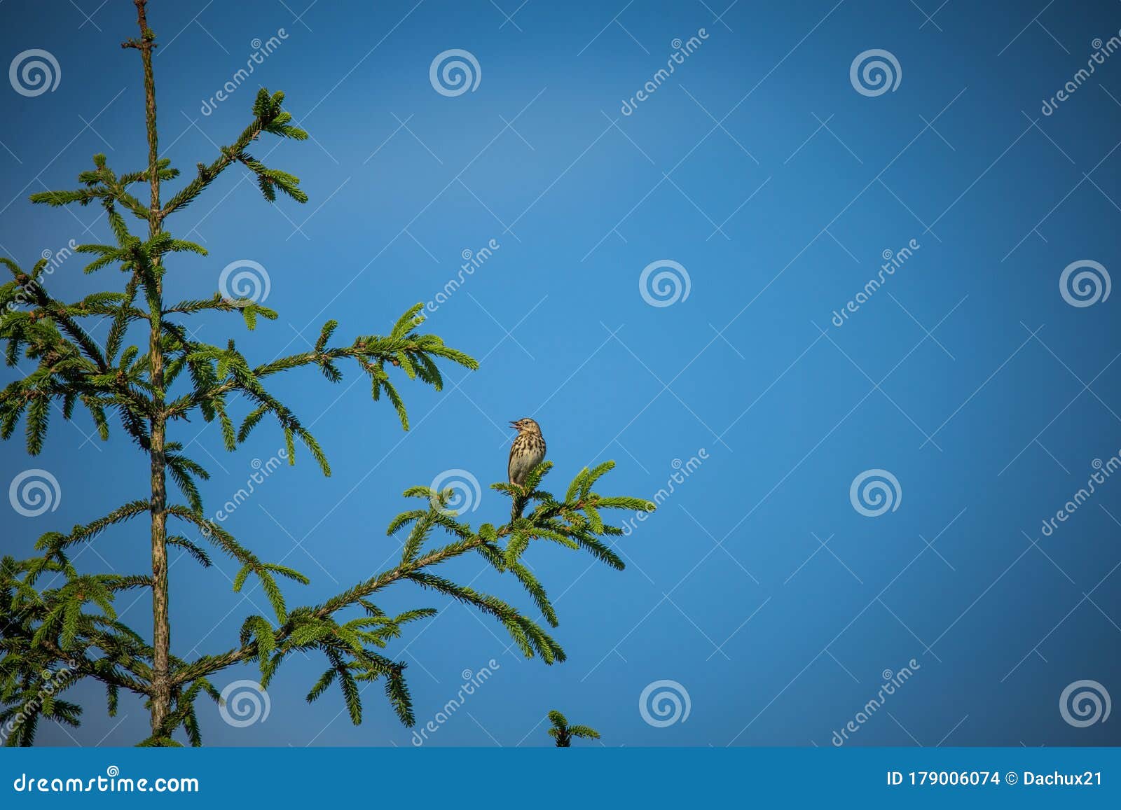 A Beautiful Song Thrush in a Forest Clearing in Spring. Stock Photo ...