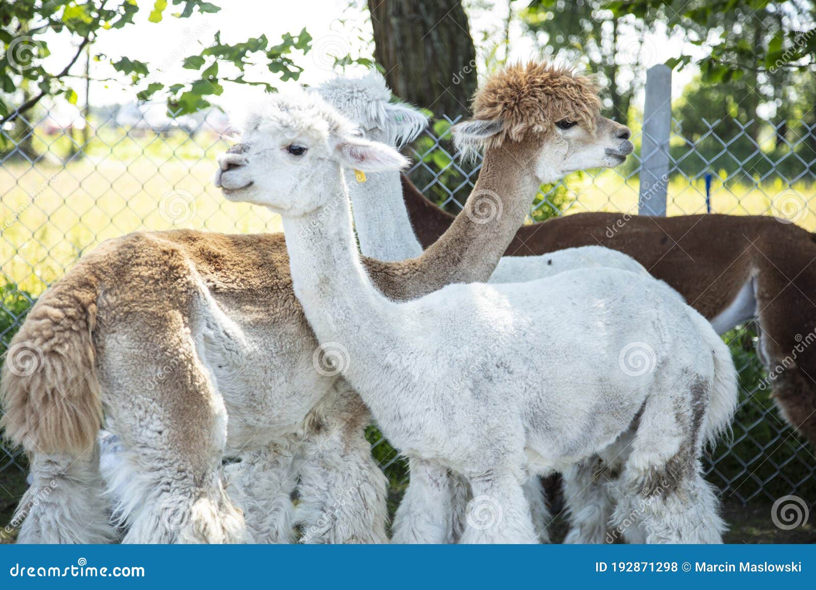 Beautiful South American Alpacas in a Free Range Stock Photo - Image of ...