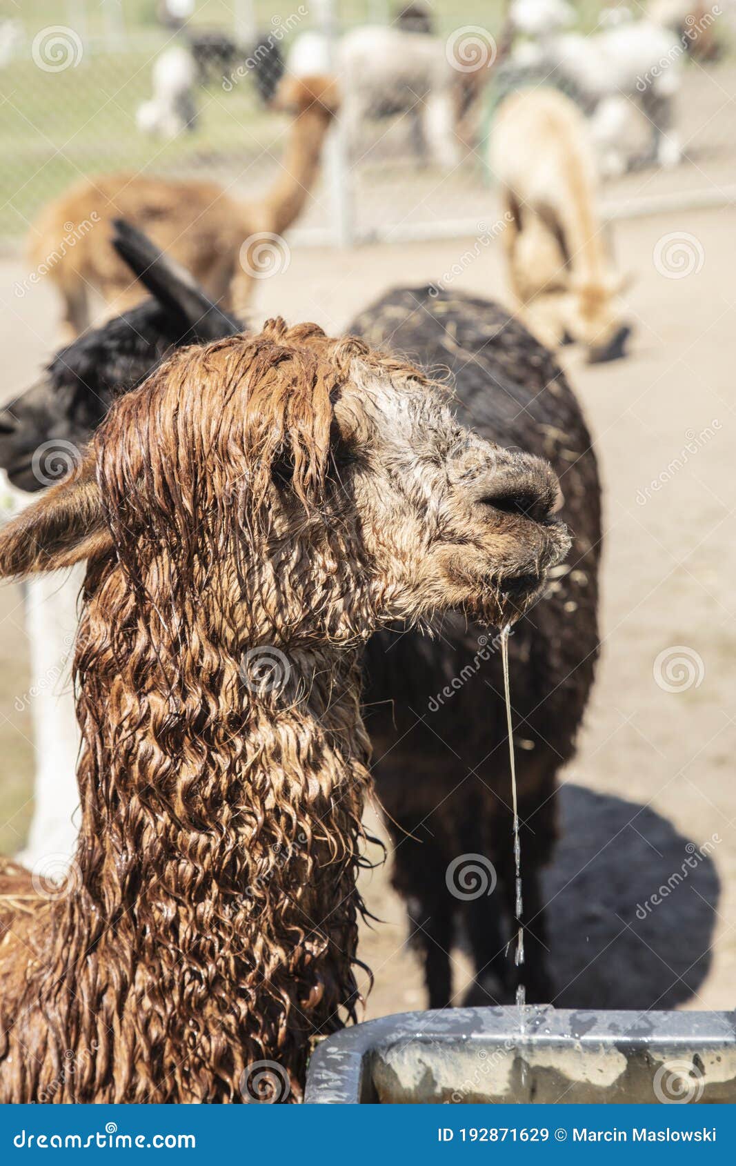 Beautiful South American Alpacas in a Free Range Stock Image - Image of ...