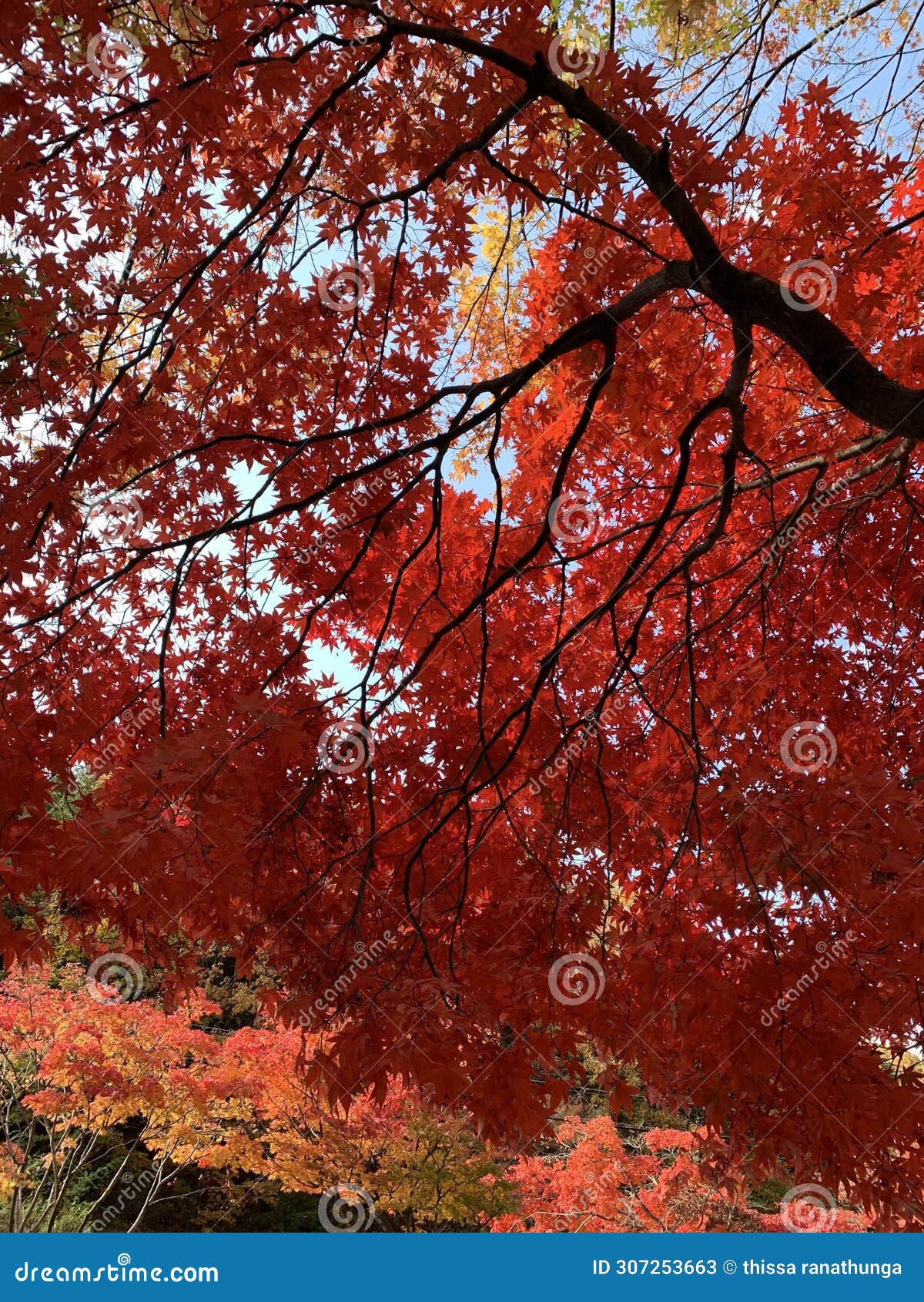Beautiful South Korean Maple Tree Stock Image - Image of leaf, maple ...