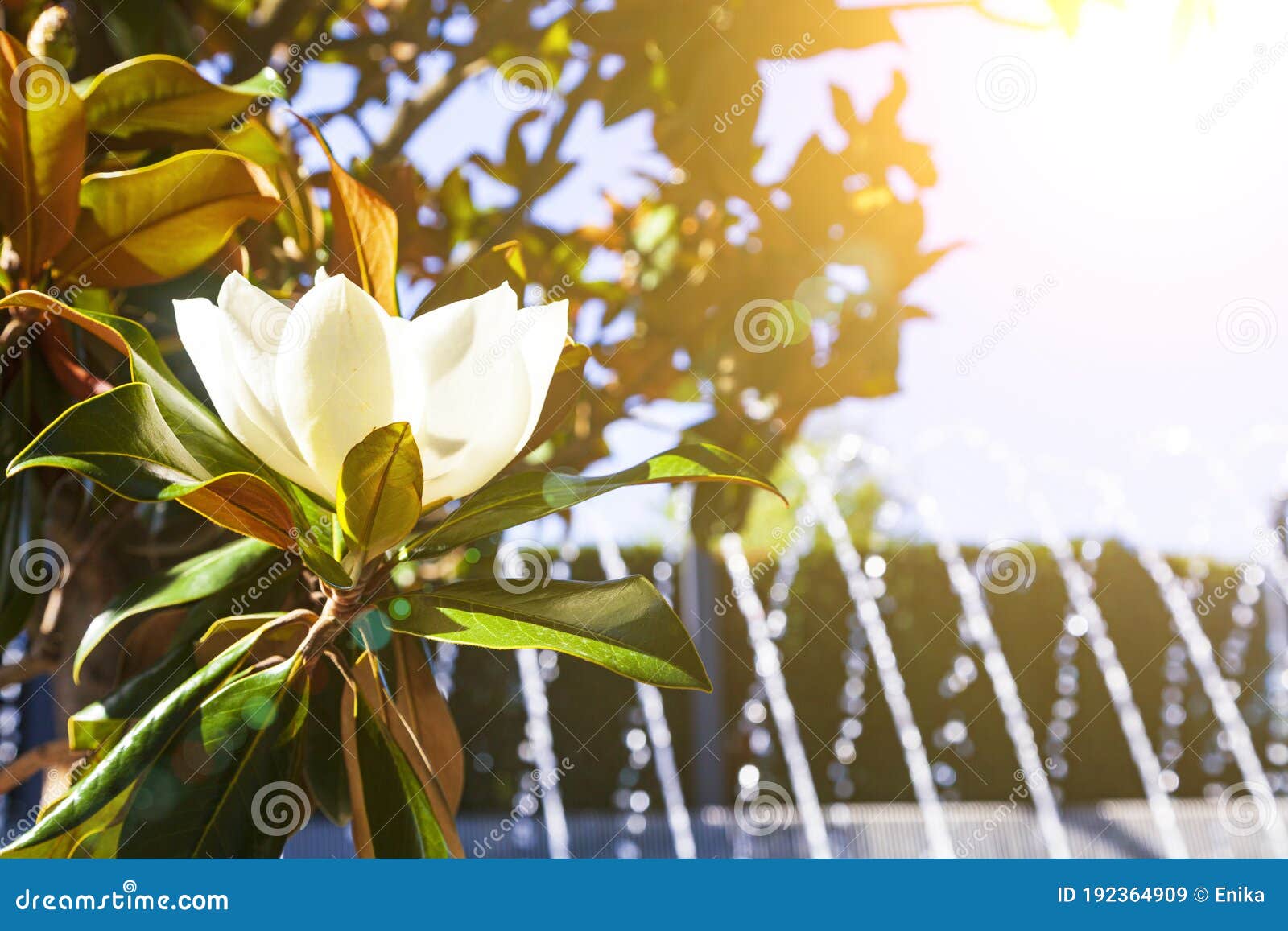 Beautiful southern flower stock image. Image of spring - 192364909