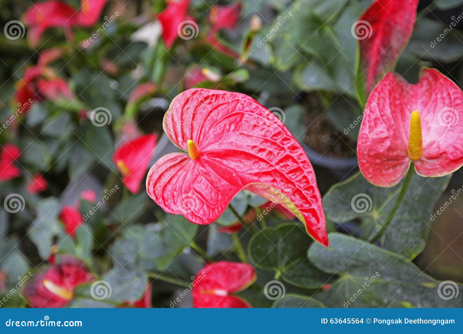 Beautiful spadix flower stock photo. Image of beauty - 63645564