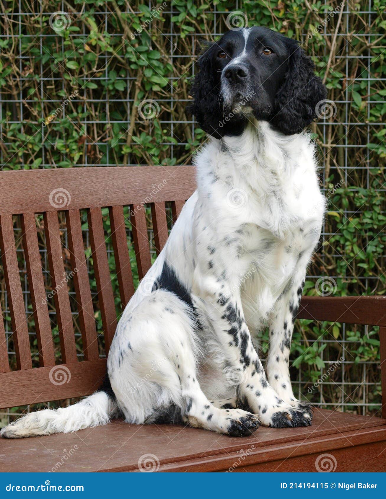 Beautiful Spaniel Dog stock image. Image of friend, animal - 214194115