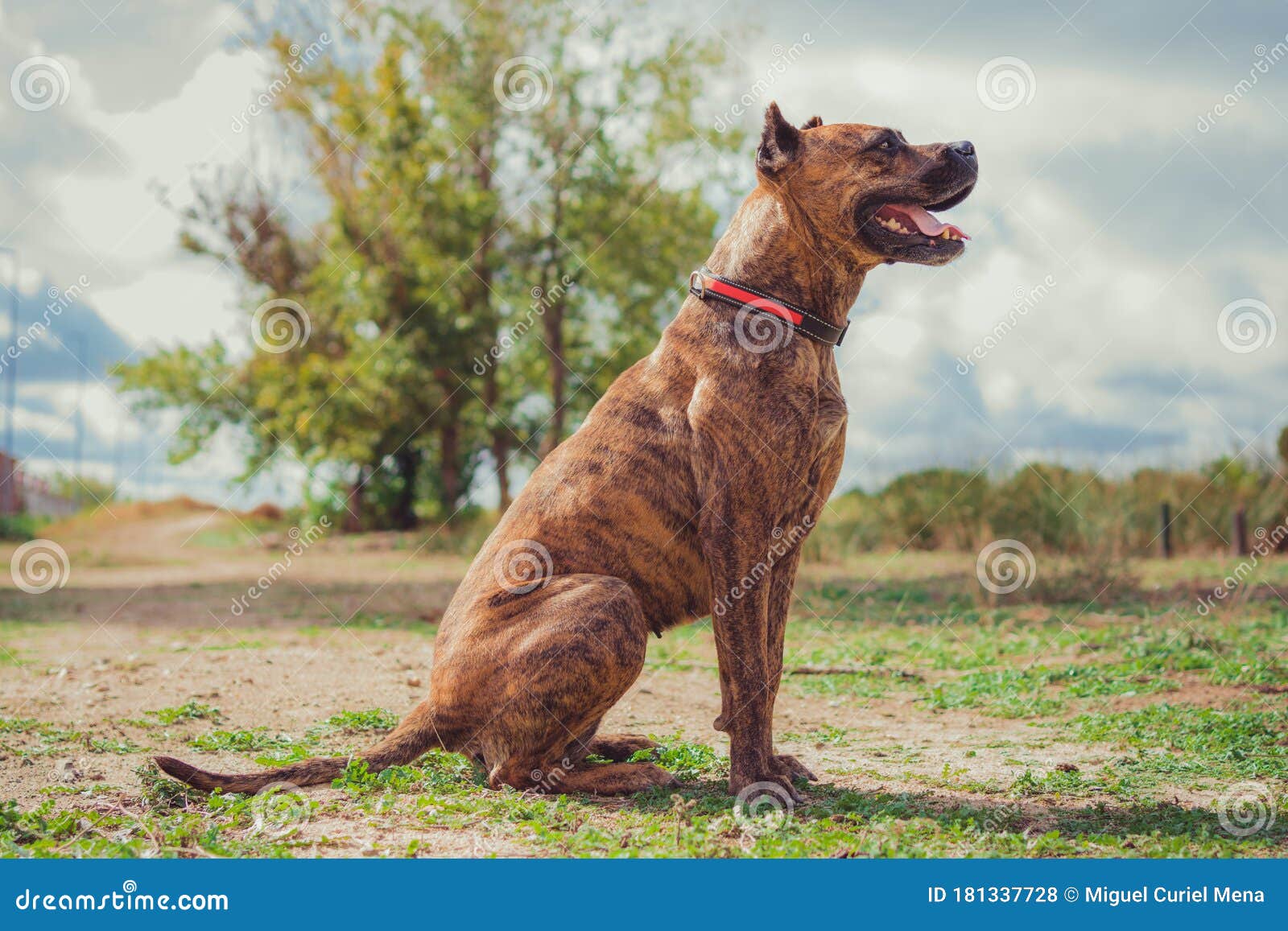 Beautiful Spanish Alano with Pedigree Stock Photo - Image of brown ...