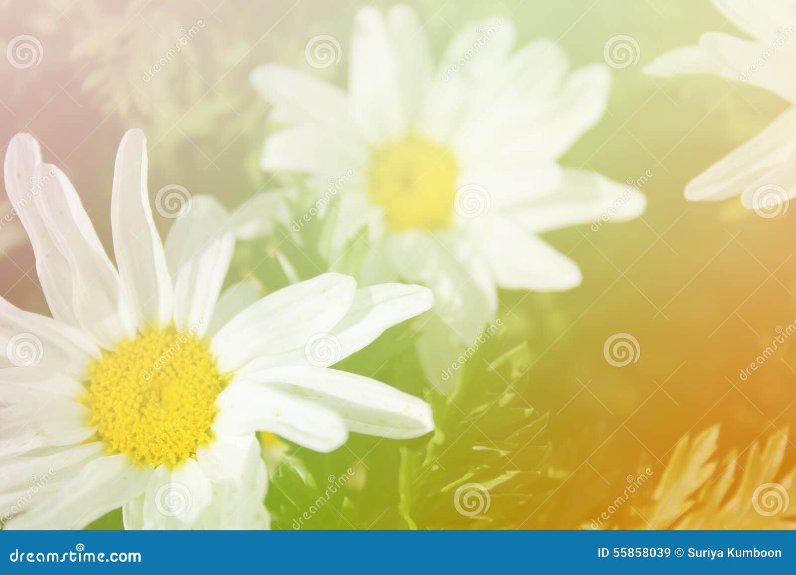 A Beautiful Sparking Flowers Stock Image - Image of sparking, beautiful ...