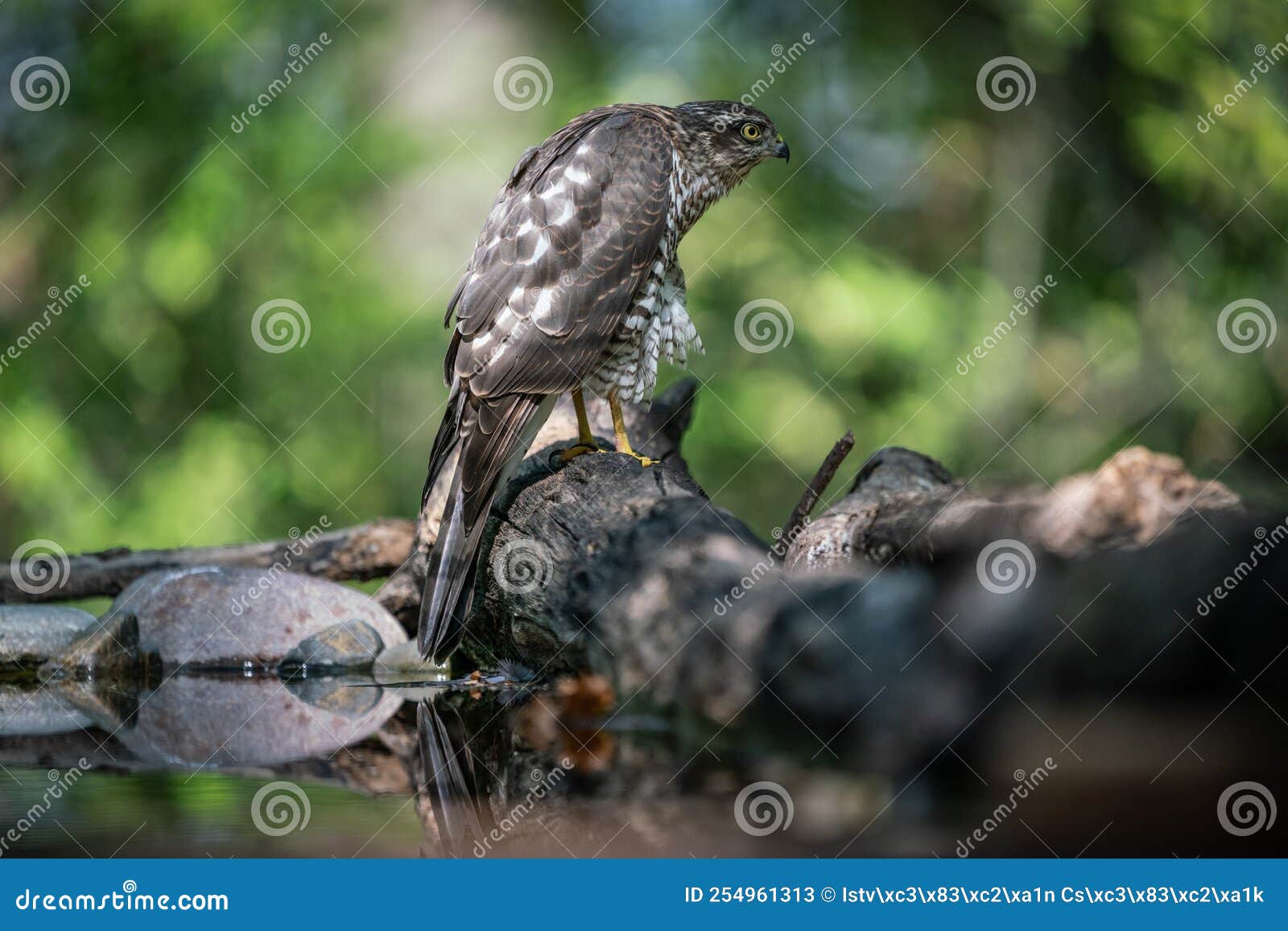 Sparrow-hawk Resting on a Tree Stock Image - Image of eurasian ...