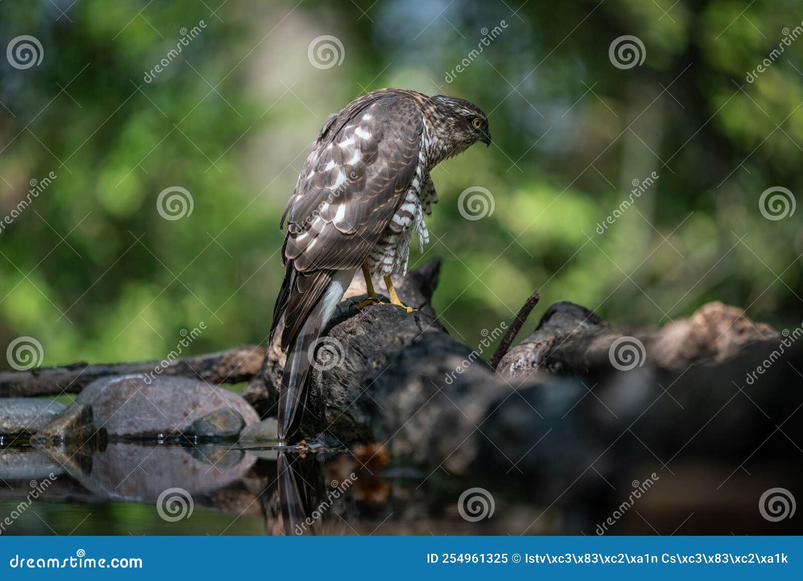 Sparrow-hawk Resting on a Tree Stock Image - Image of closeup, birds ...