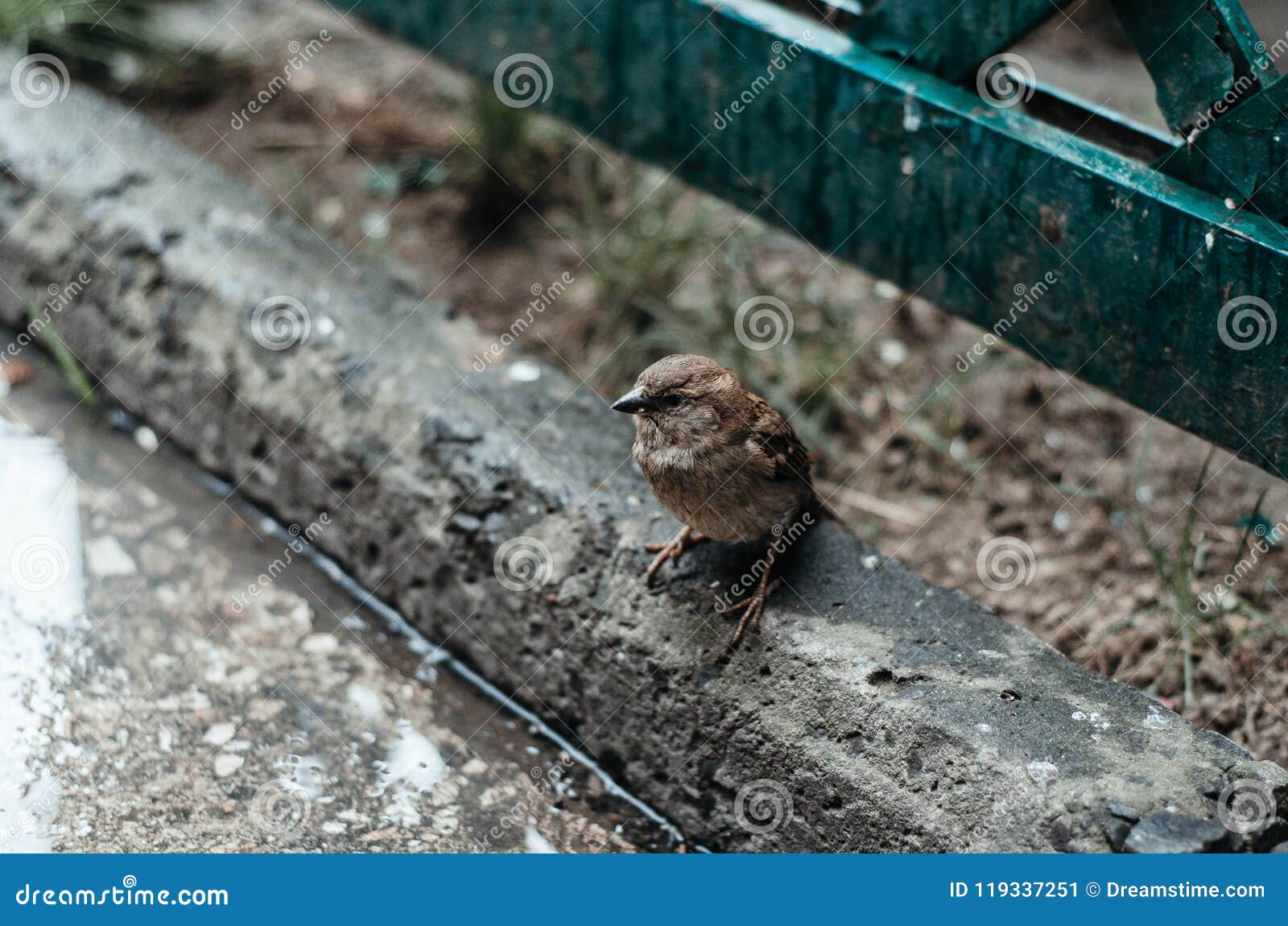 A Beautiful Sparrow in the Rain Stock Image - Image of tree, beauty ...