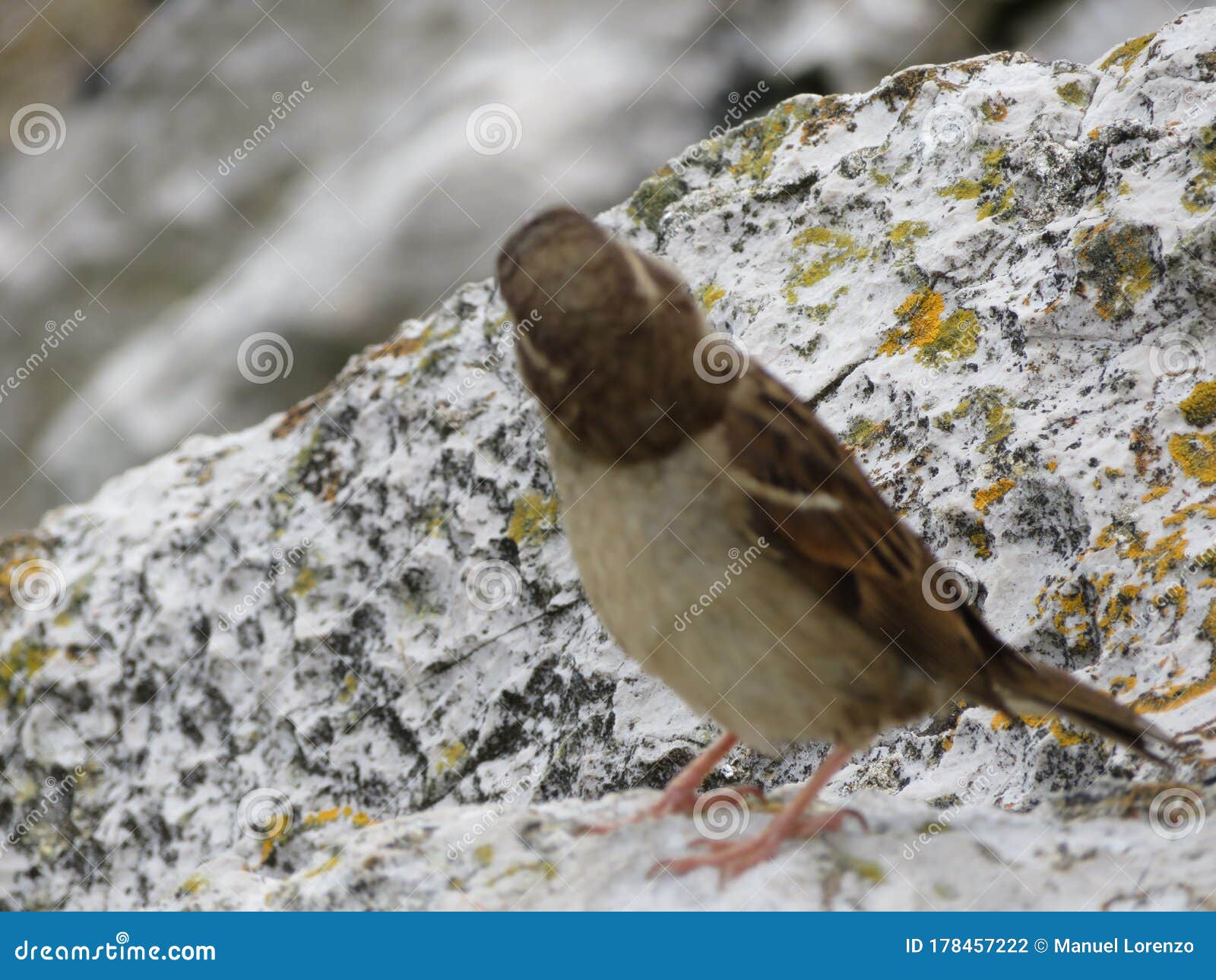 Beautiful Sparrows of Great Beauty and Nice Color Mugging for the ...