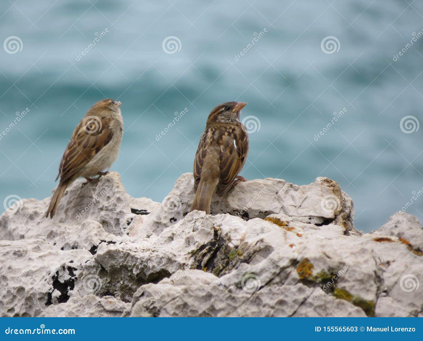Beautiful Sparrows of Great Beauty and Nice Color Mugging for the ...