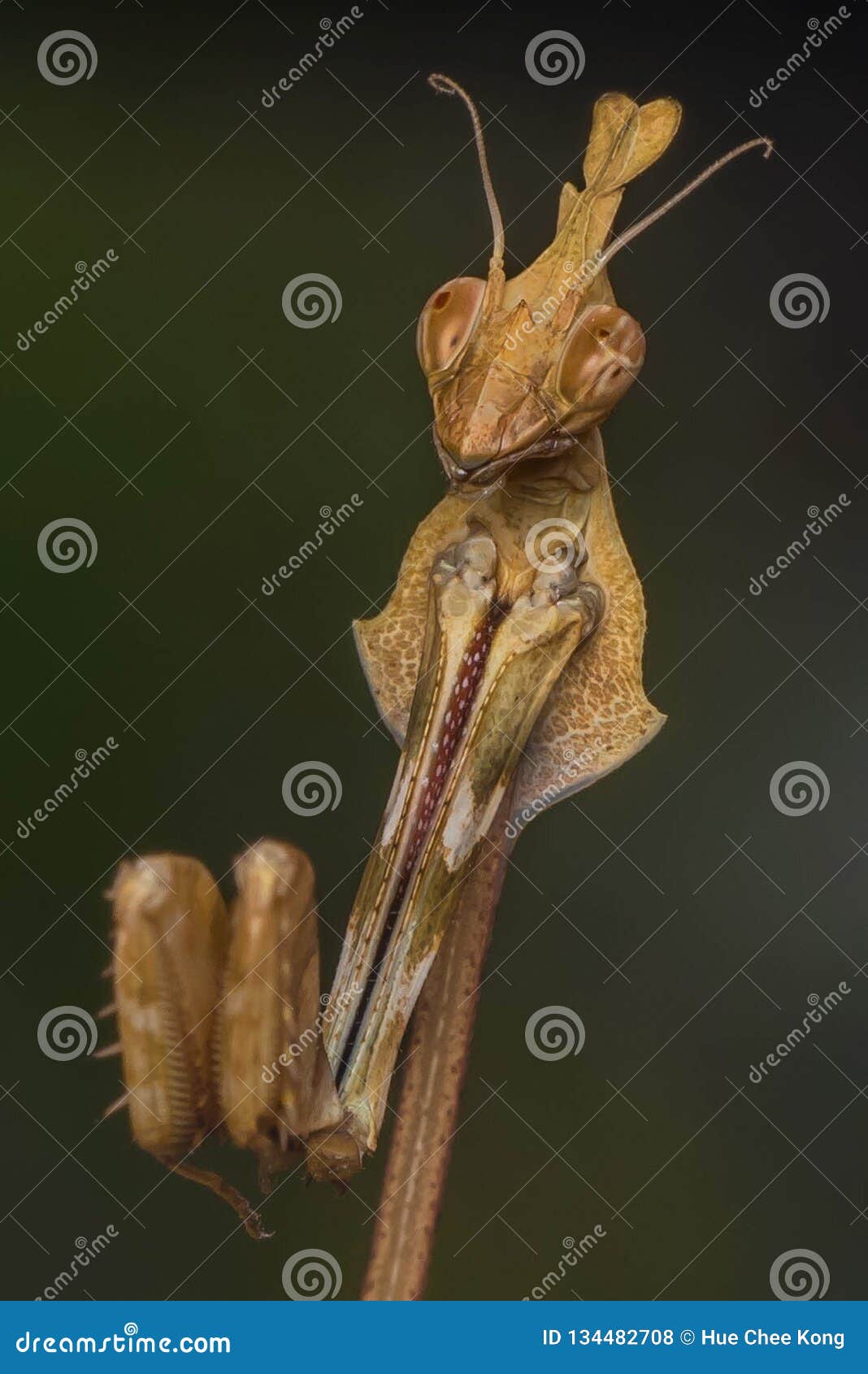The Beautiful Mantis in the Forest Stock Photo - Image of anthill, face ...