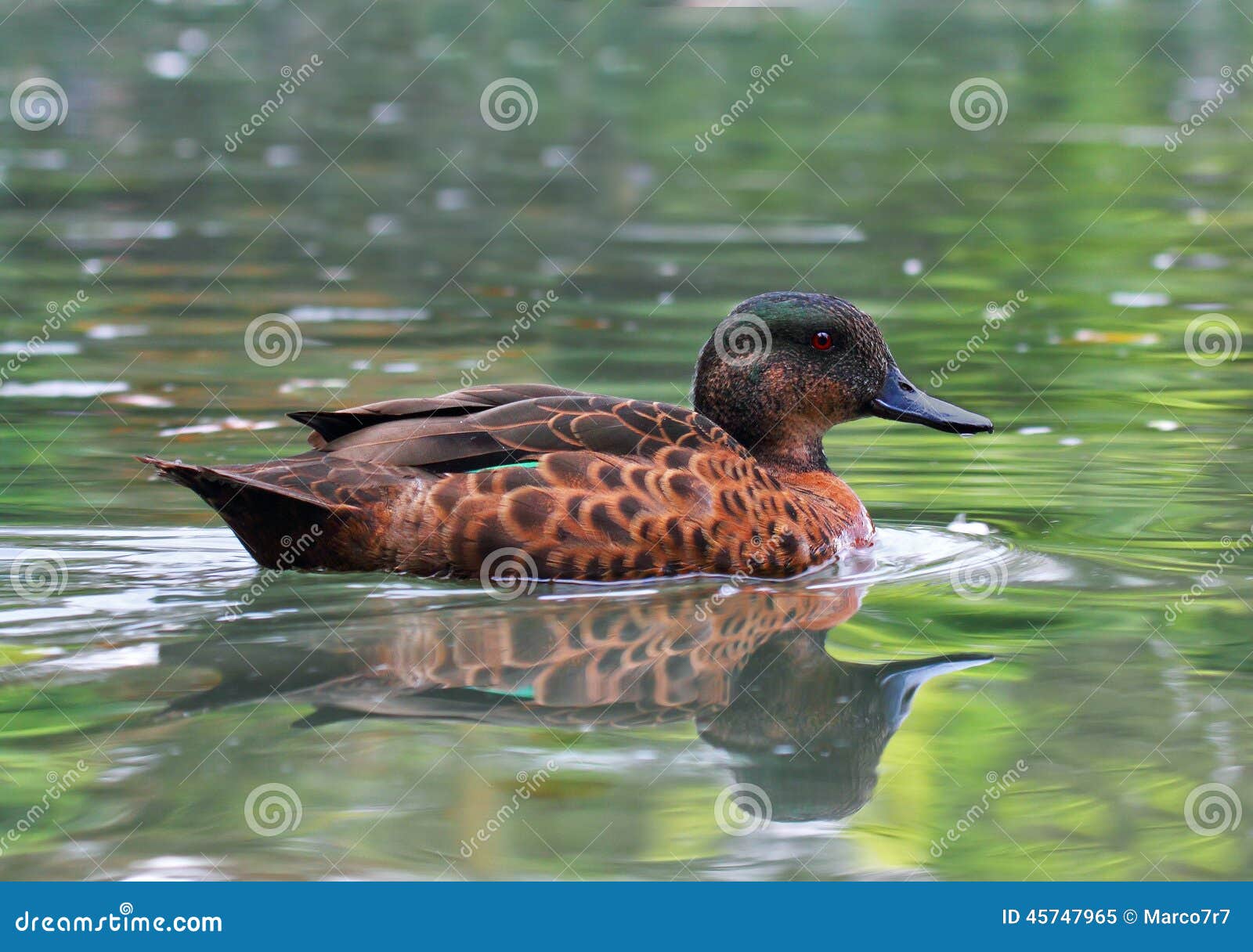 Beautiful Specimen of a Duck Stock Image - Image of beautiful, aquatic ...