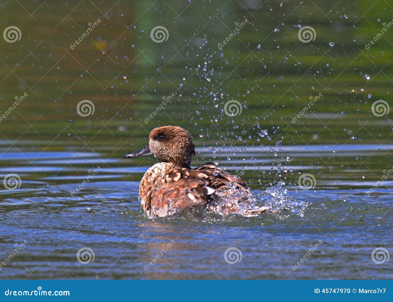 Beautiful Specimen of a Duck Stock Photo - Image of aquatic, nature ...