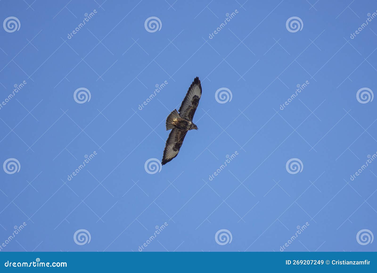 Beautiful Specimen of Eagle Stock Image - Image of ornithology ...