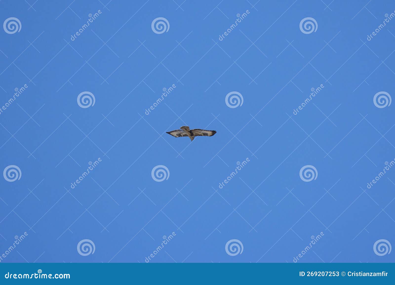Beautiful Specimen of Eagle Stock Image - Image of flying, hunting ...