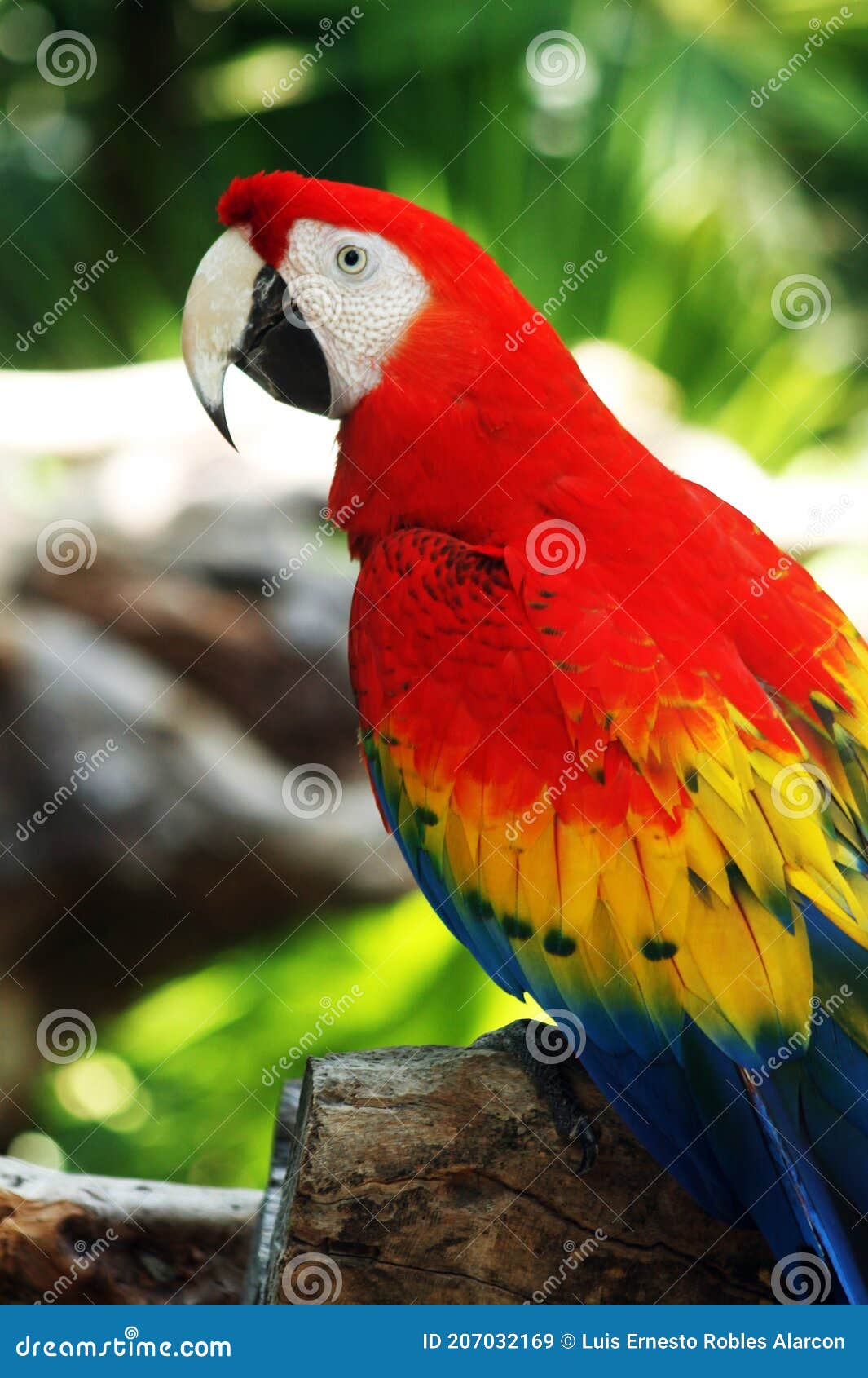 Beautiful Specimen Parrot Posing on Sunny Day Stock Image - Image of ...