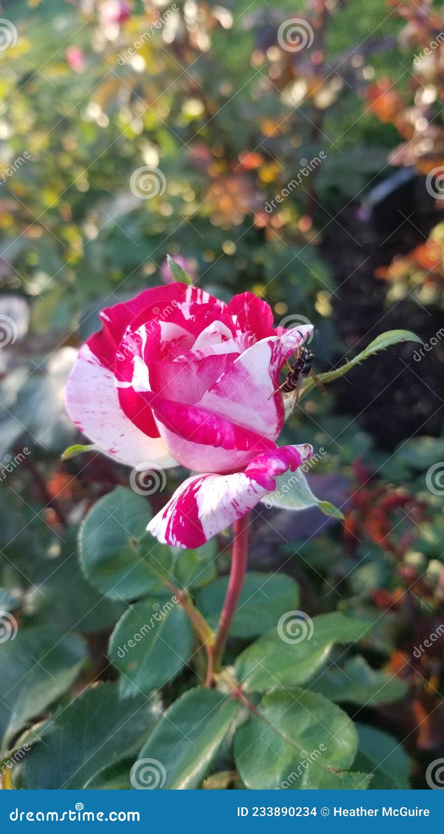 Beautiful speckled rose stock photo. Image of gardening - 233890234