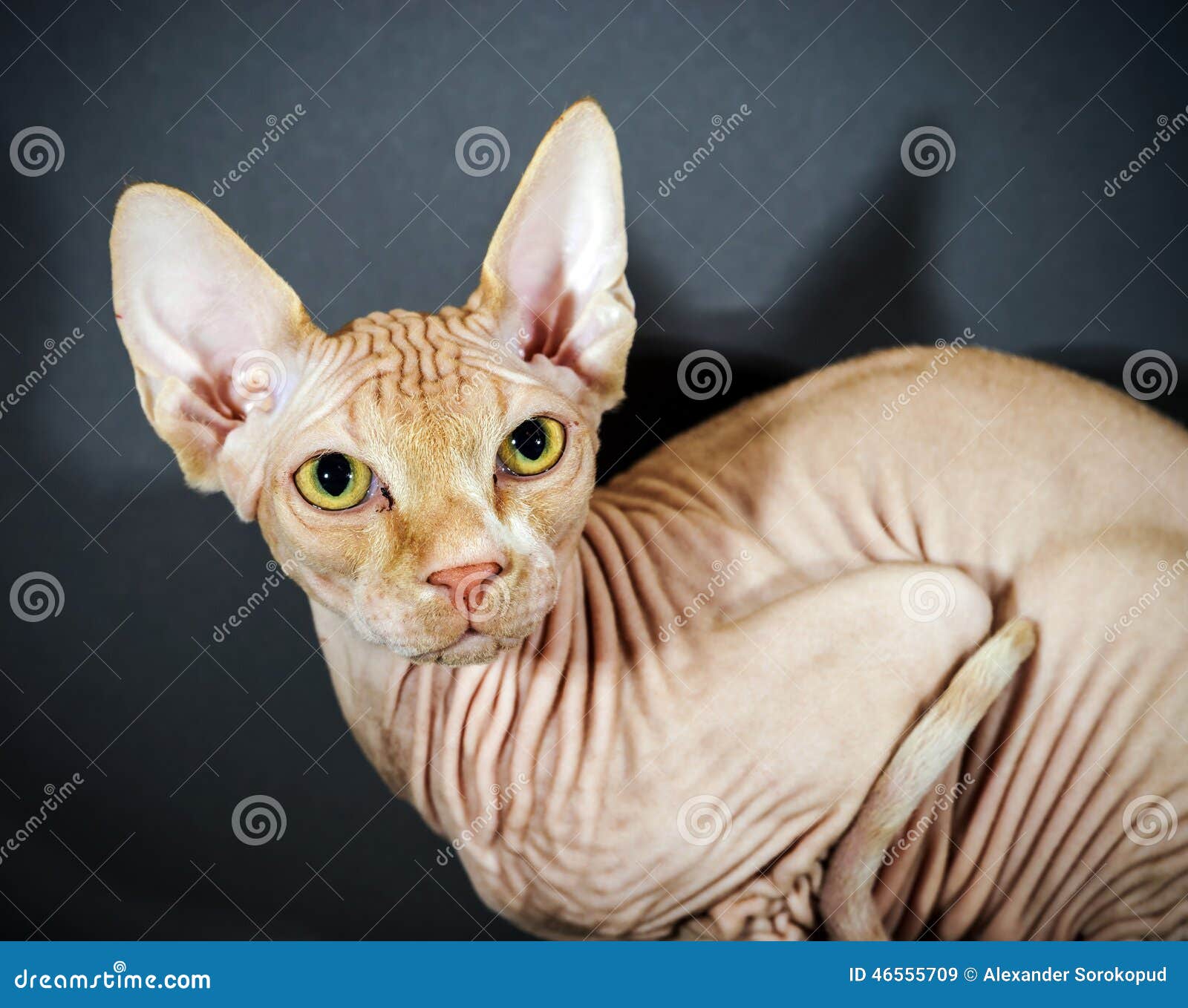 Beautiful Sphynx Cat Portrait Stock Image - Image of ears, mammal: 46555709