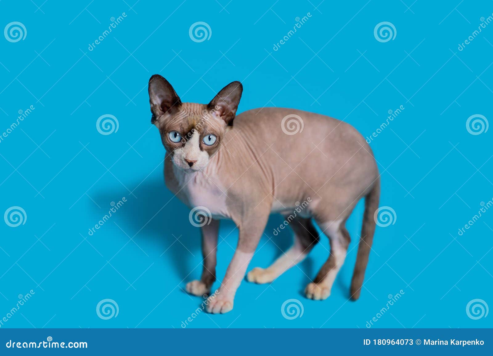 A Beautiful Sphynx Cat. The Enigmatic Elegance. Exploring The World Of ...