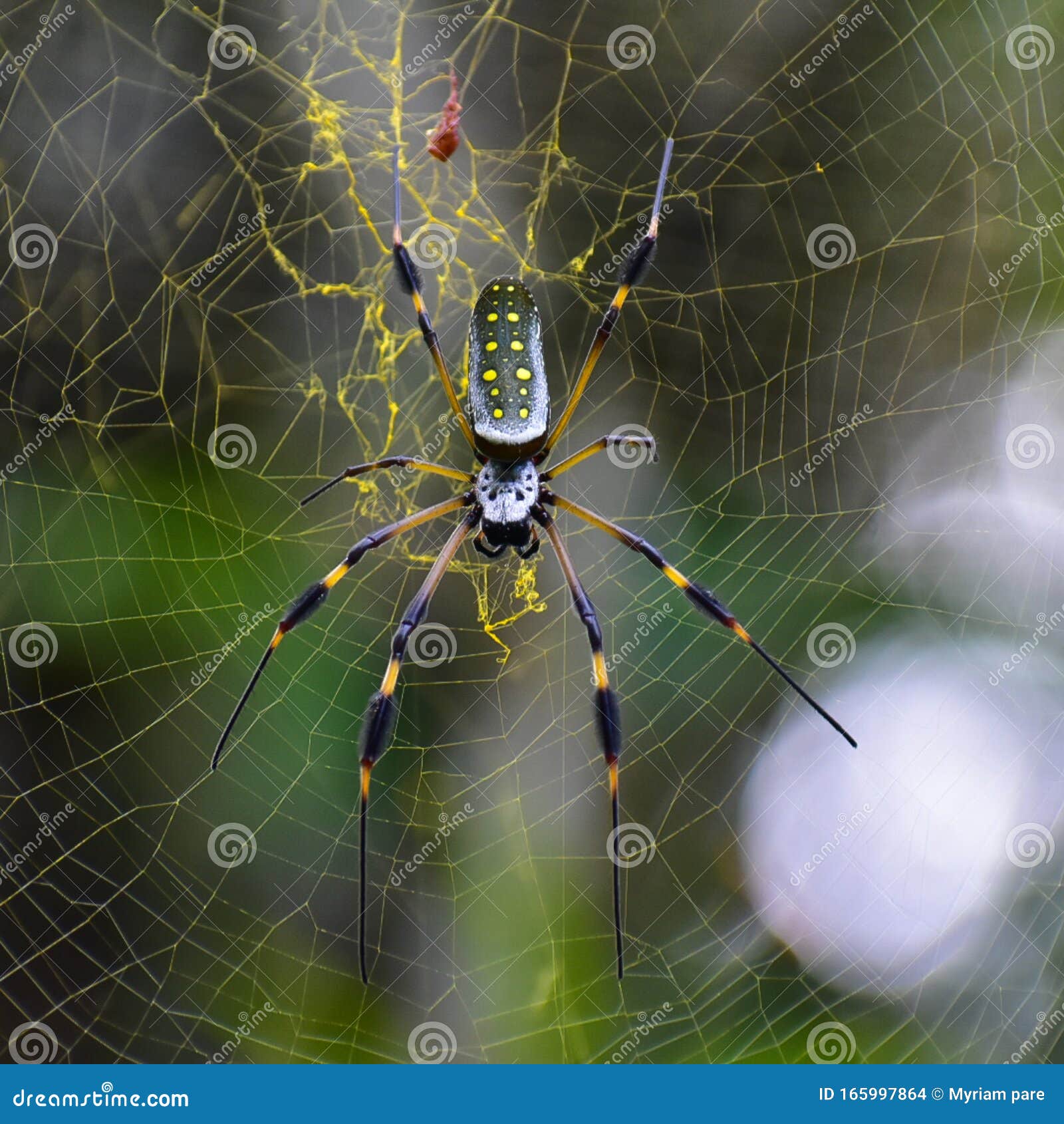 The beautiful spider stock photo. Image of spider, nature - 165997864