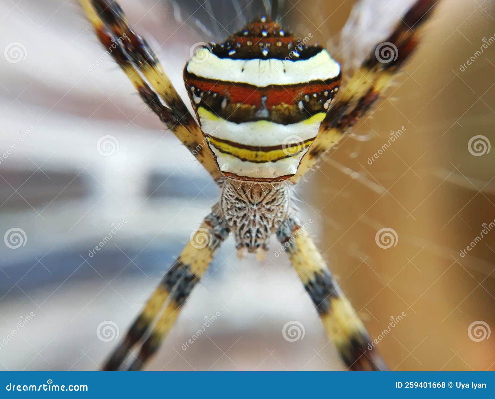 Beautiful Spider Color, Which is in the Web Stock Photo - Image of ...