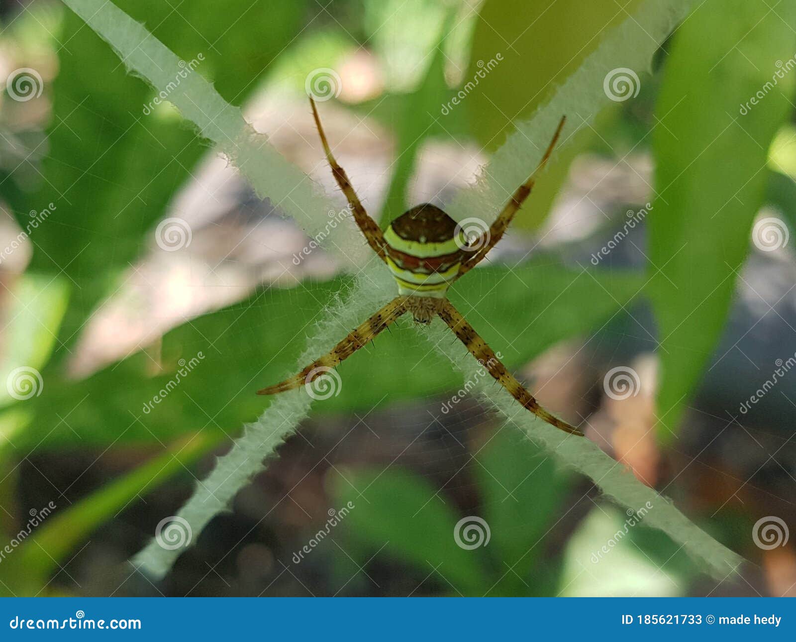 Beautiful Spider on Fields in Bali 2 Stock Image - Image of moisture ...