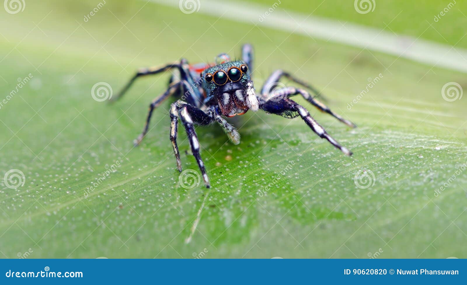 Beautiful Spider on Green Leaf, Jumping Spider in Thailand Stock Photo ...