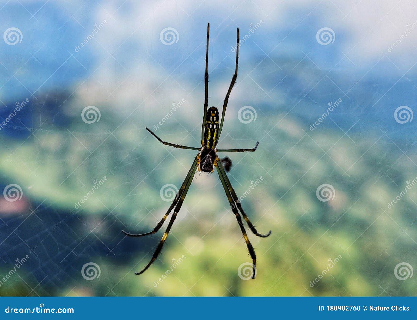 Beautiful Spider Hanging on the Web Stock Photo - Image of drawing ...