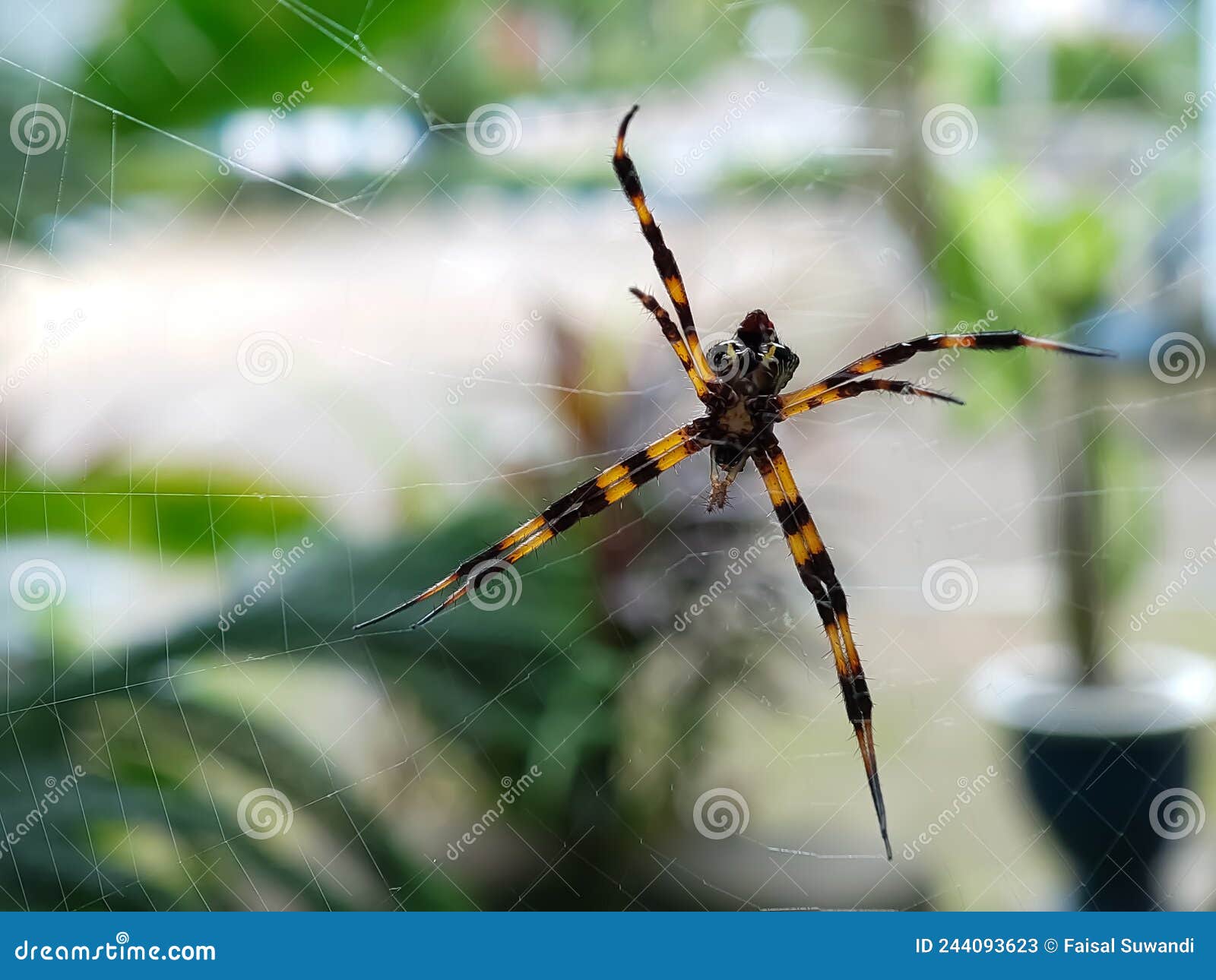A Beautiful Spider on Its Web Trap Stock Image - Image of green ...