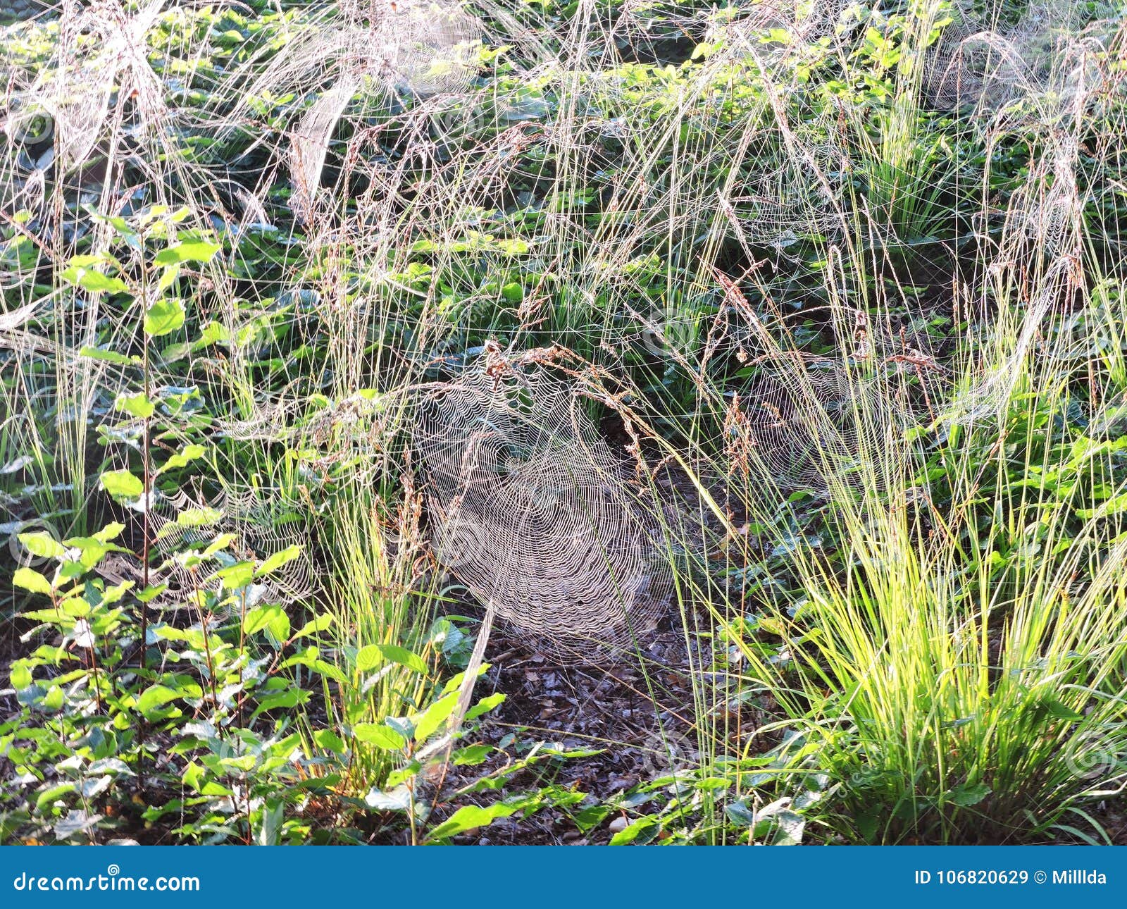 Spider Nets in Swamp, Lithuania Stock Image - Image of flora, lithuania ...