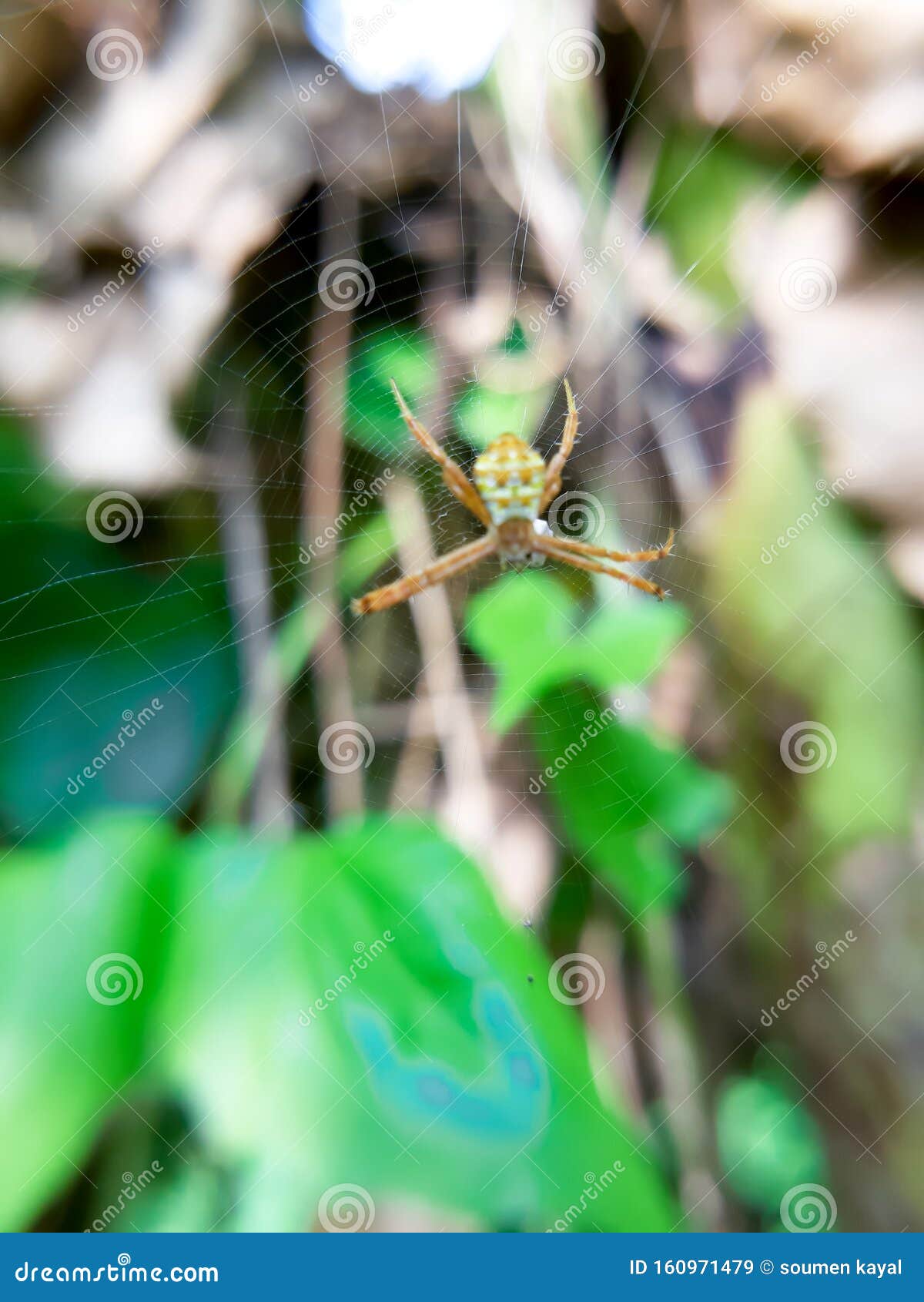 Beautiful Spider in the Spider Web. Stock Image - Image of macro ...