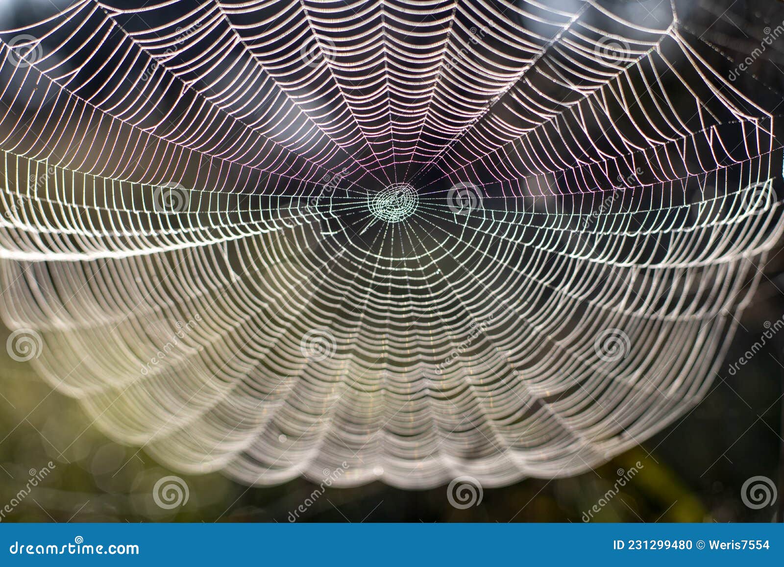 Beautiful Spider Web Close-up on the Background of Nature. Stock Photo ...