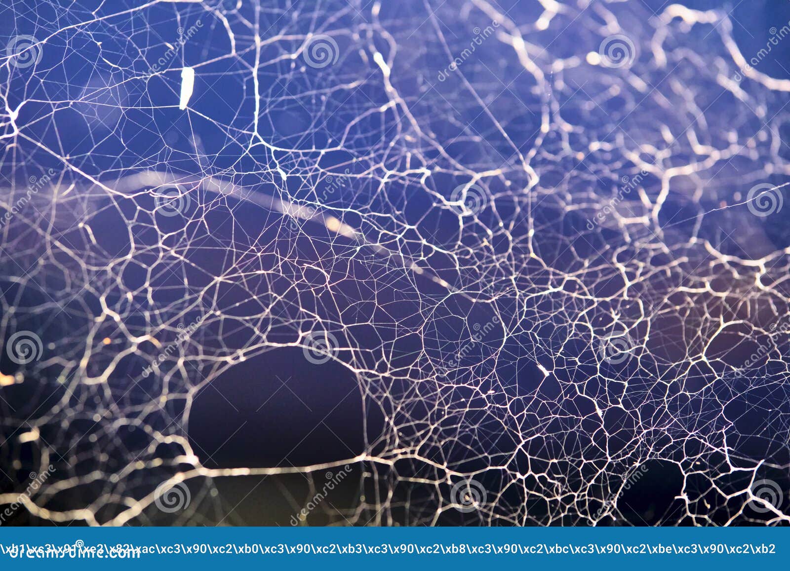 Beautiful Spider Web General Plan Color Low Light Stock Image - Image ...