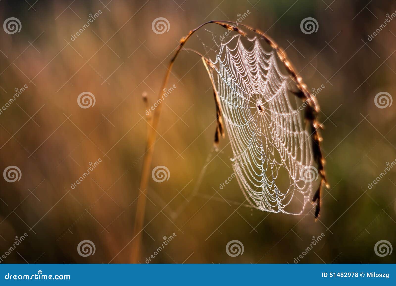 Beautiful Spider Web on Grass Stock Photo - Image of outdoors, beauty ...