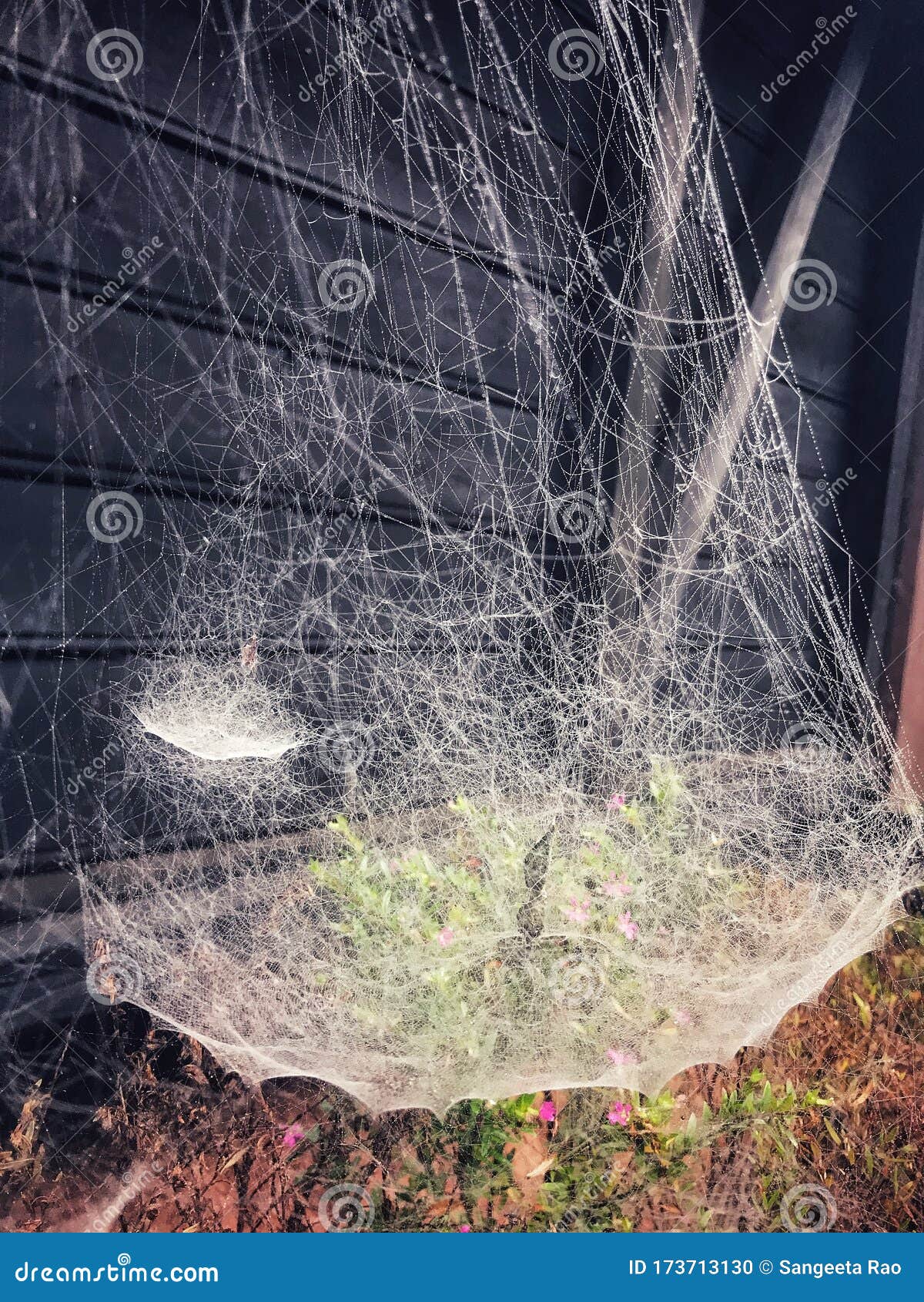 Beautiful spider web stock photo. Image of intricate - 173713130