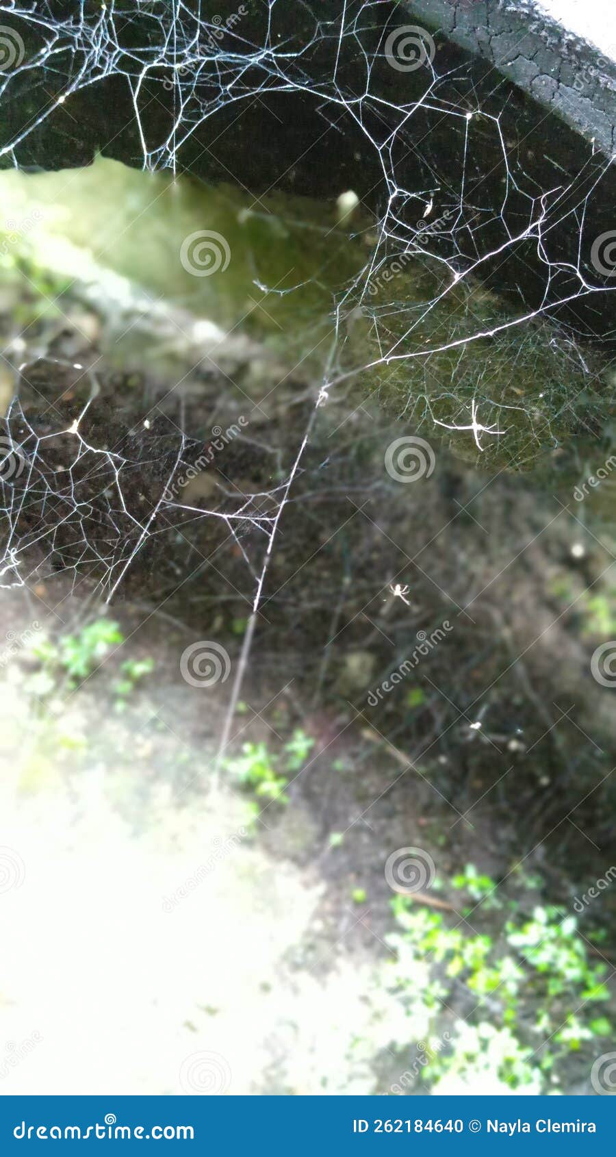 Beautiful Spider webs stock photo. Image of animal, webs - 262184640