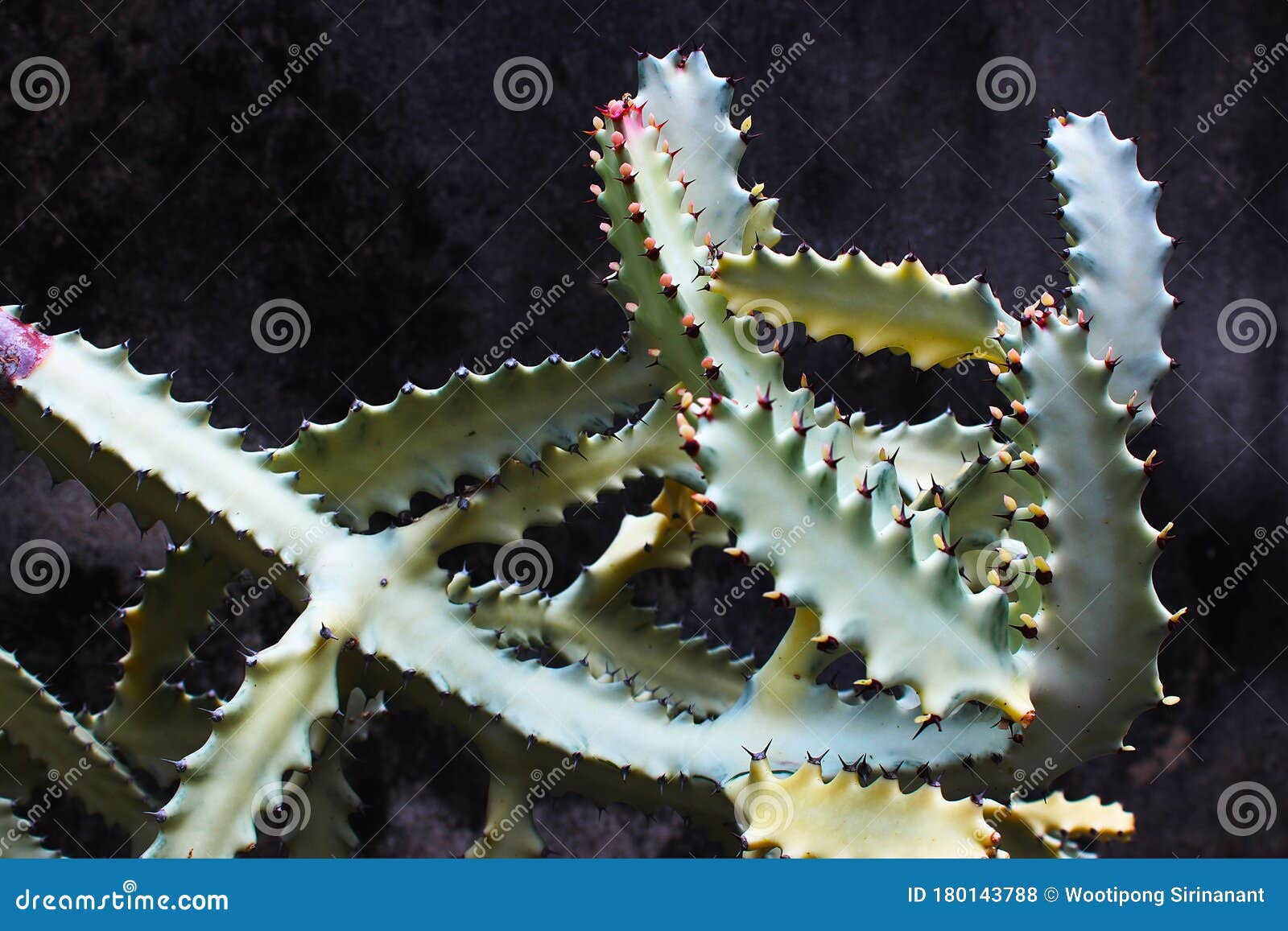 Beautiful spiky cactus stock photo. Image of rough, growth - 180143788