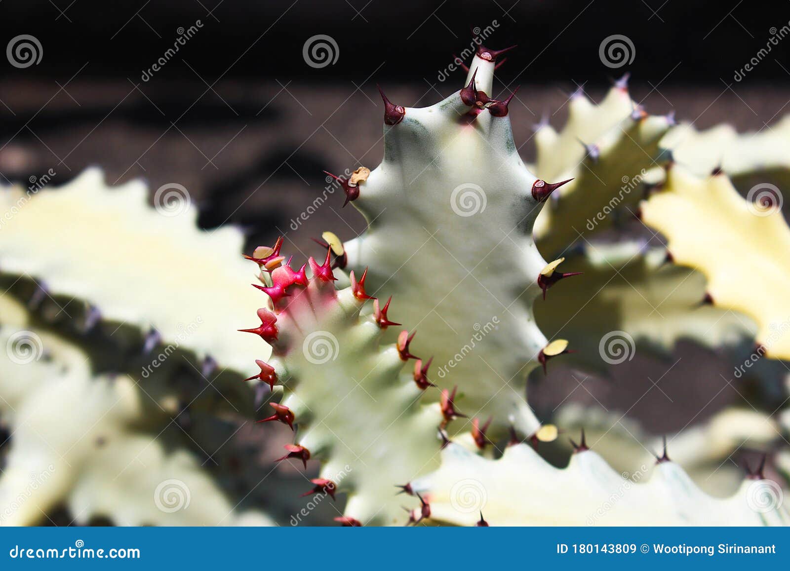 Beautiful spiky cactus stock image. Image of prickly - 180143809