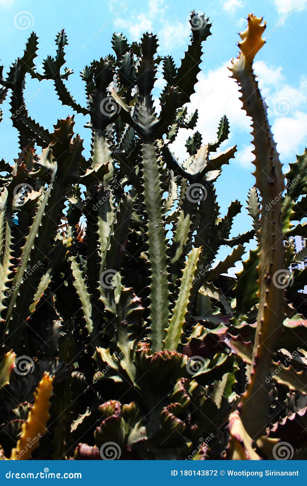Beautiful spiky cactus stock photo. Image of decorative - 180143872
