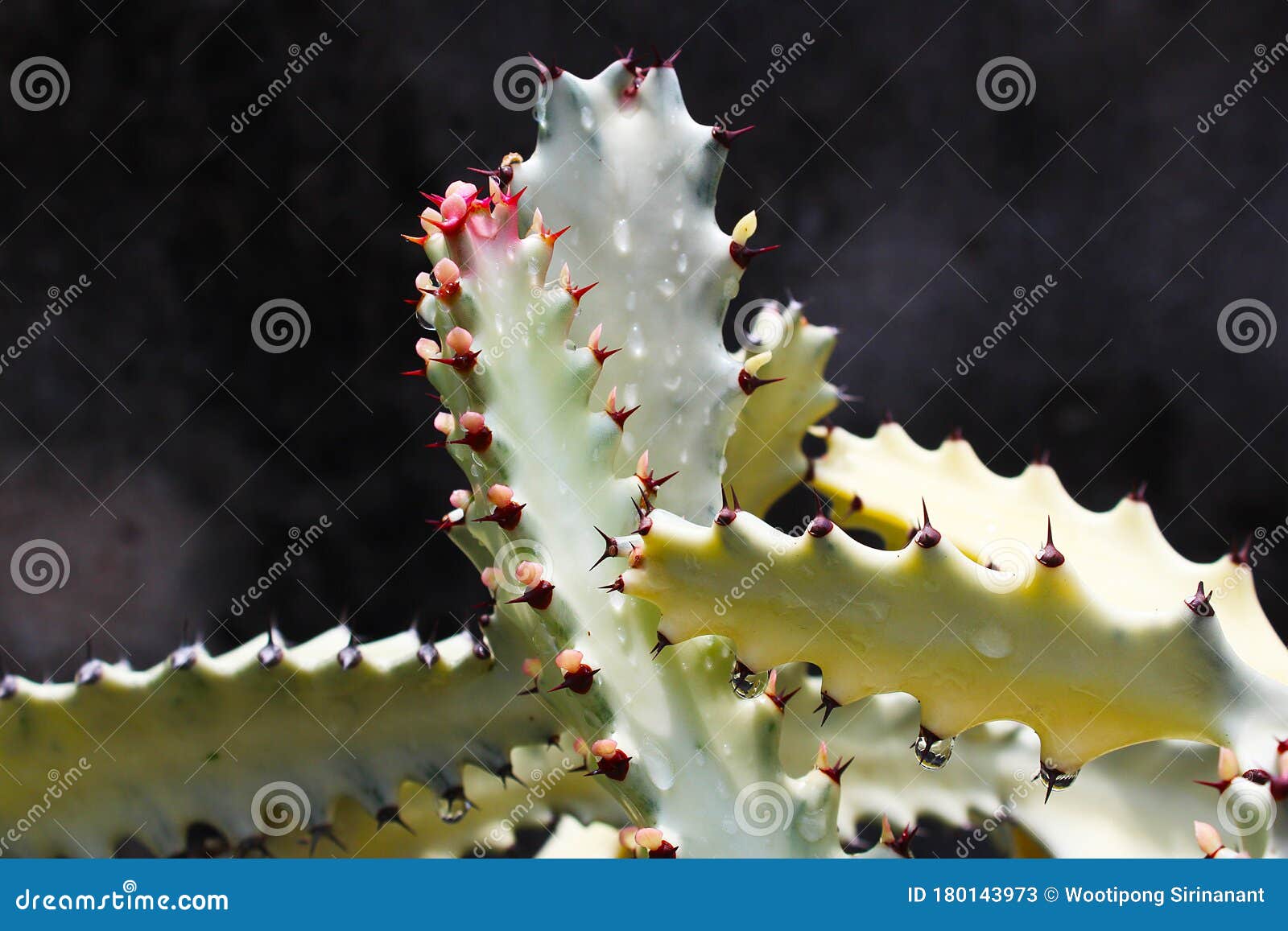Beautiful spiky cactus stock image. Image of green, cactus - 180143973