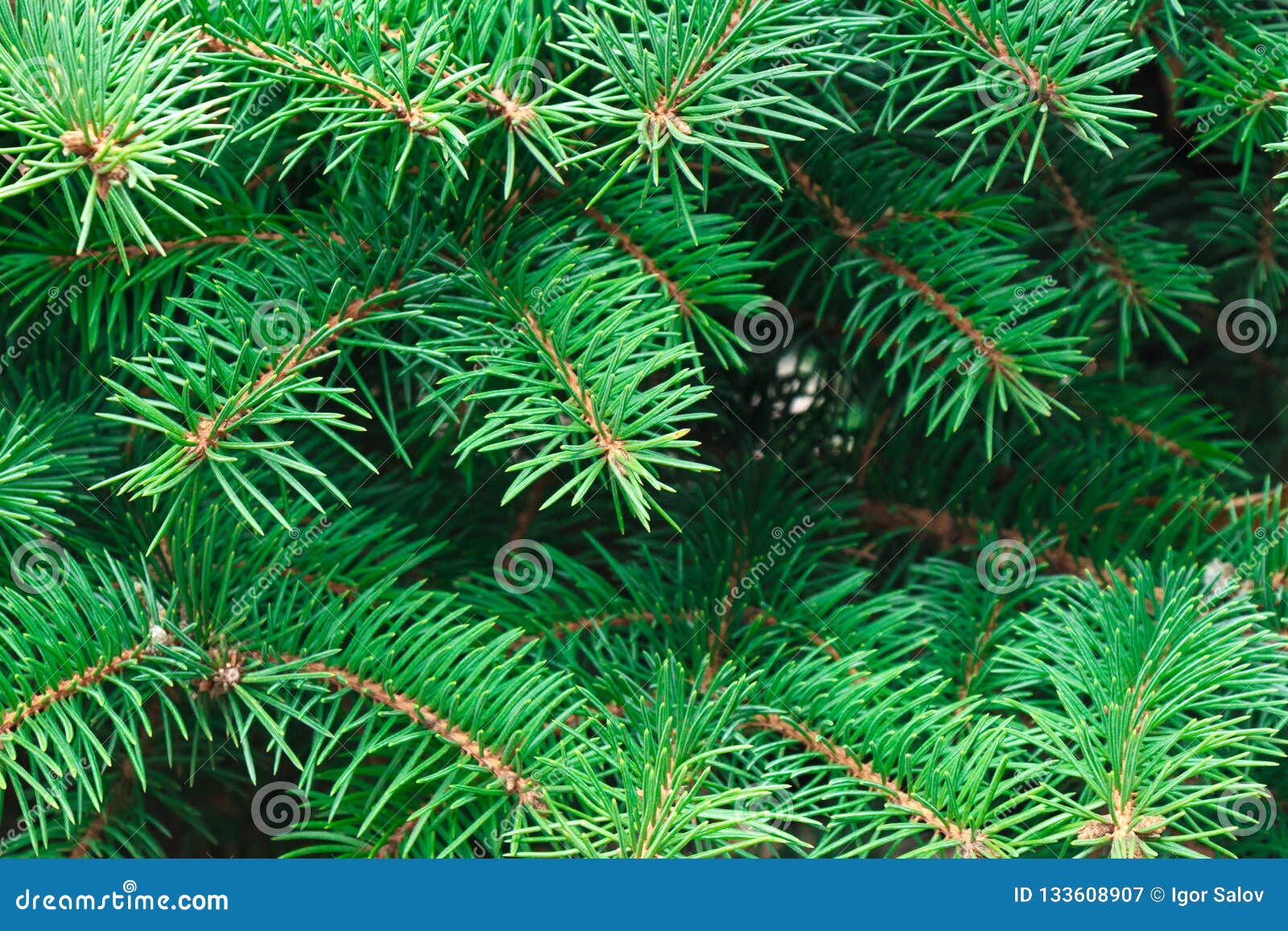 Beautiful Spiky Green Spruce Branches As Background Stock Image - Image ...