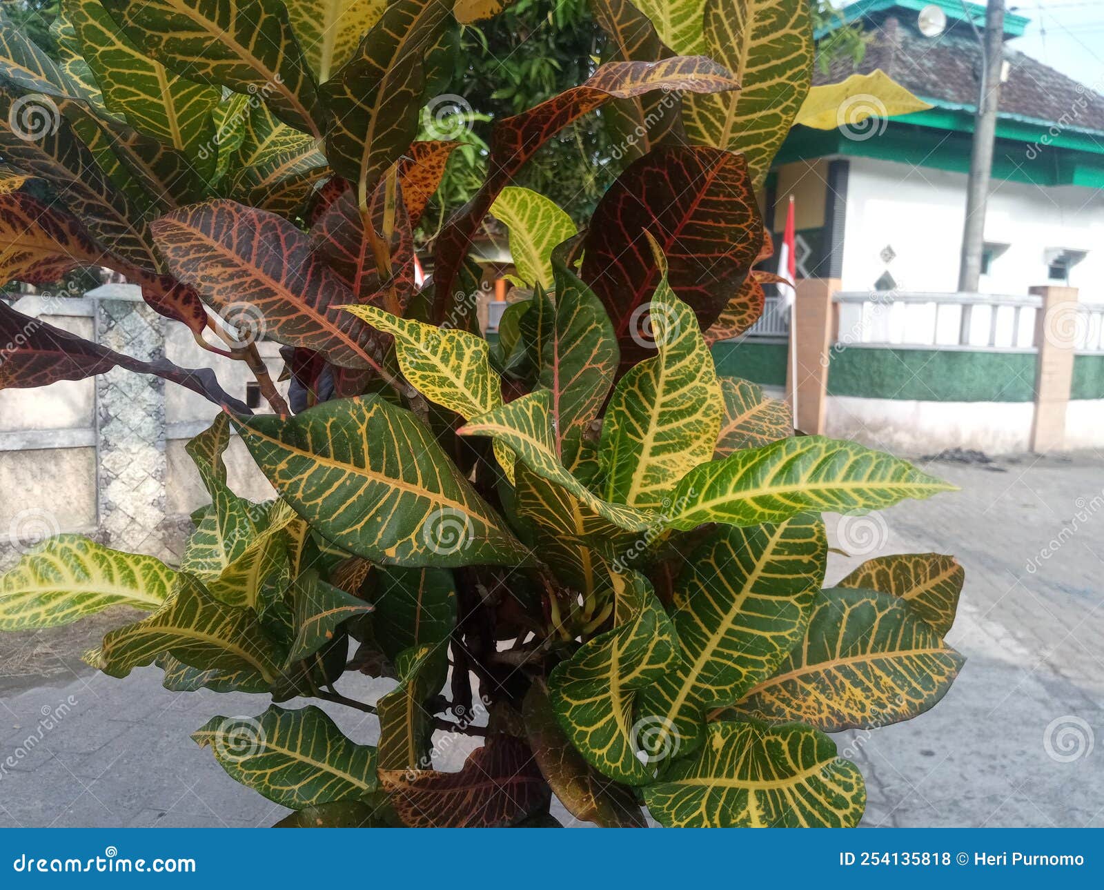 BEAUTIFUL SPILL RICE FLOWER Stock Photo - Image of evergreen, flower ...