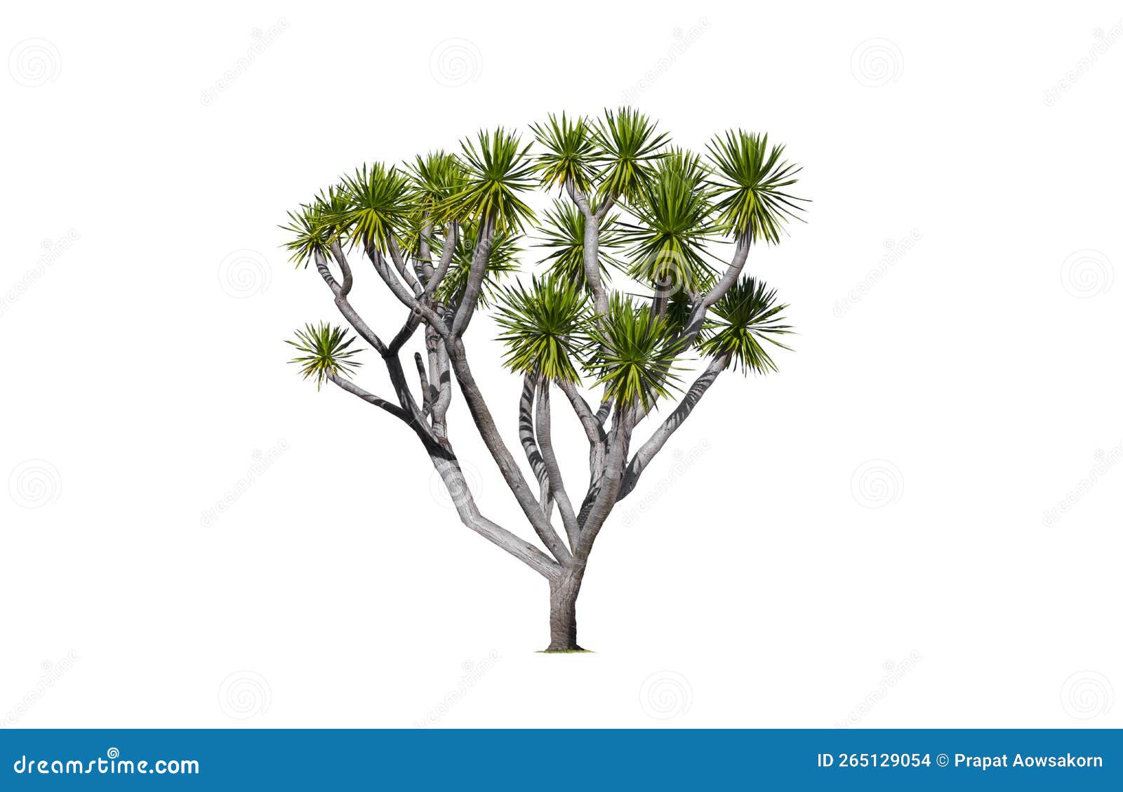 Beautiful Spineless Yucca Yucca Elephantipes Tree on Isolated White ...
