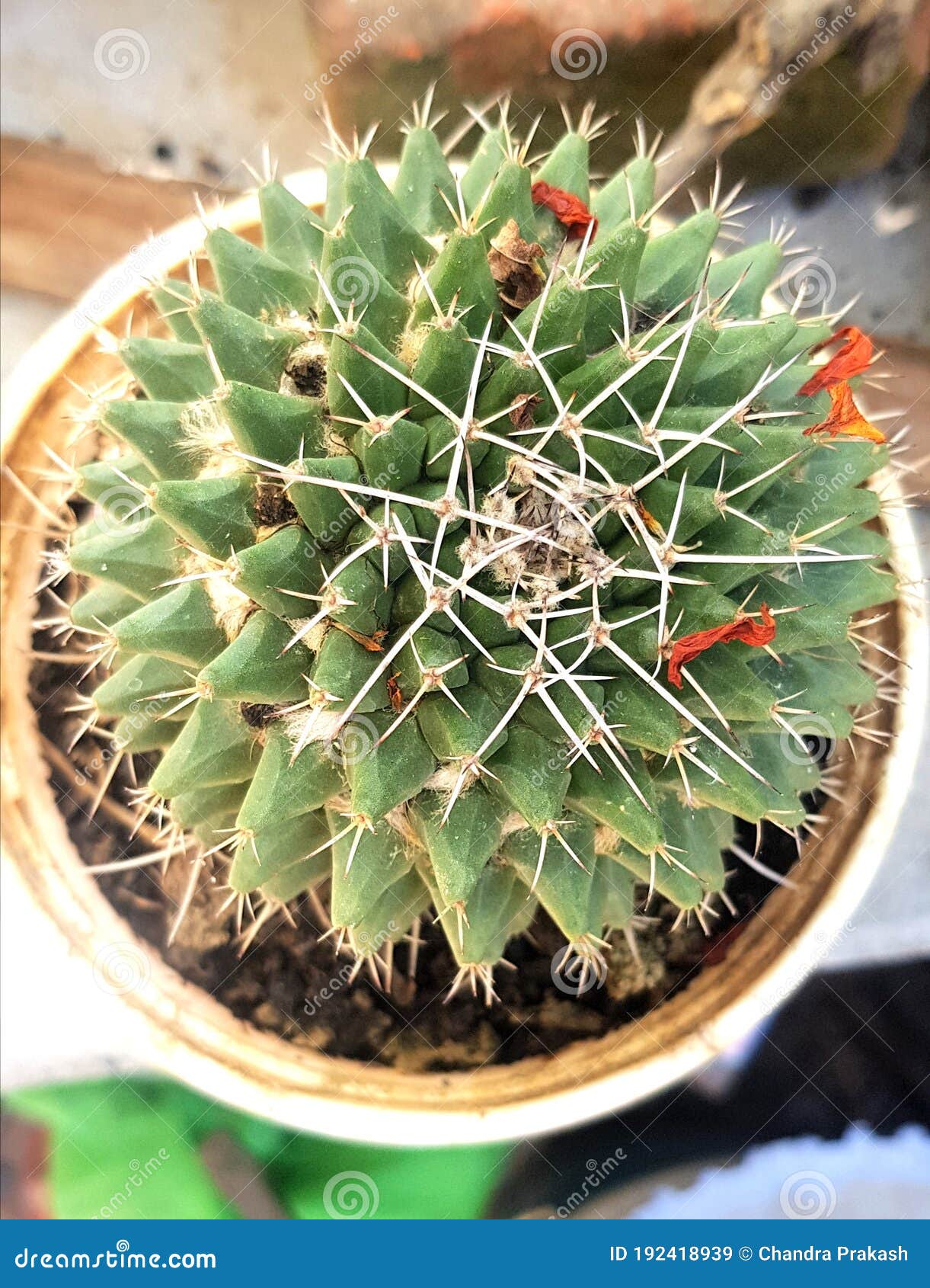 Beautiful Spiny Cactus in Flower Pot Stock Image - Image of cactus ...