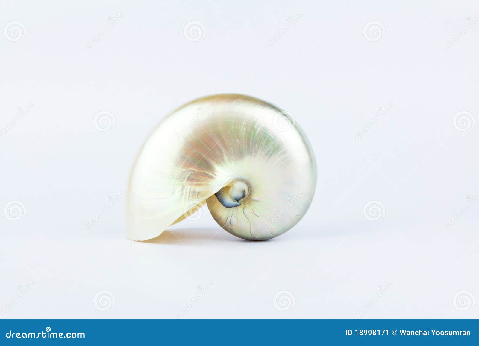Beautiful spiral seashell stock image. Image of color - 18998171